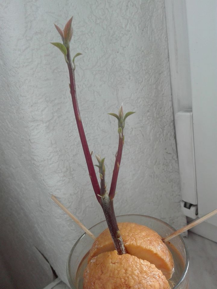 Avocado tree with 3 stems - update | Scrolller