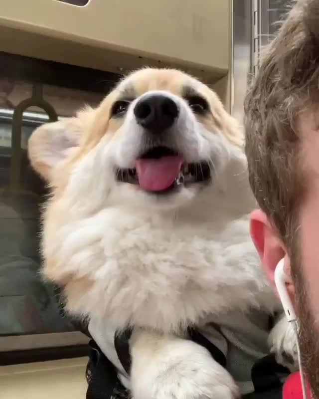 Subway Corgi | Scrolller