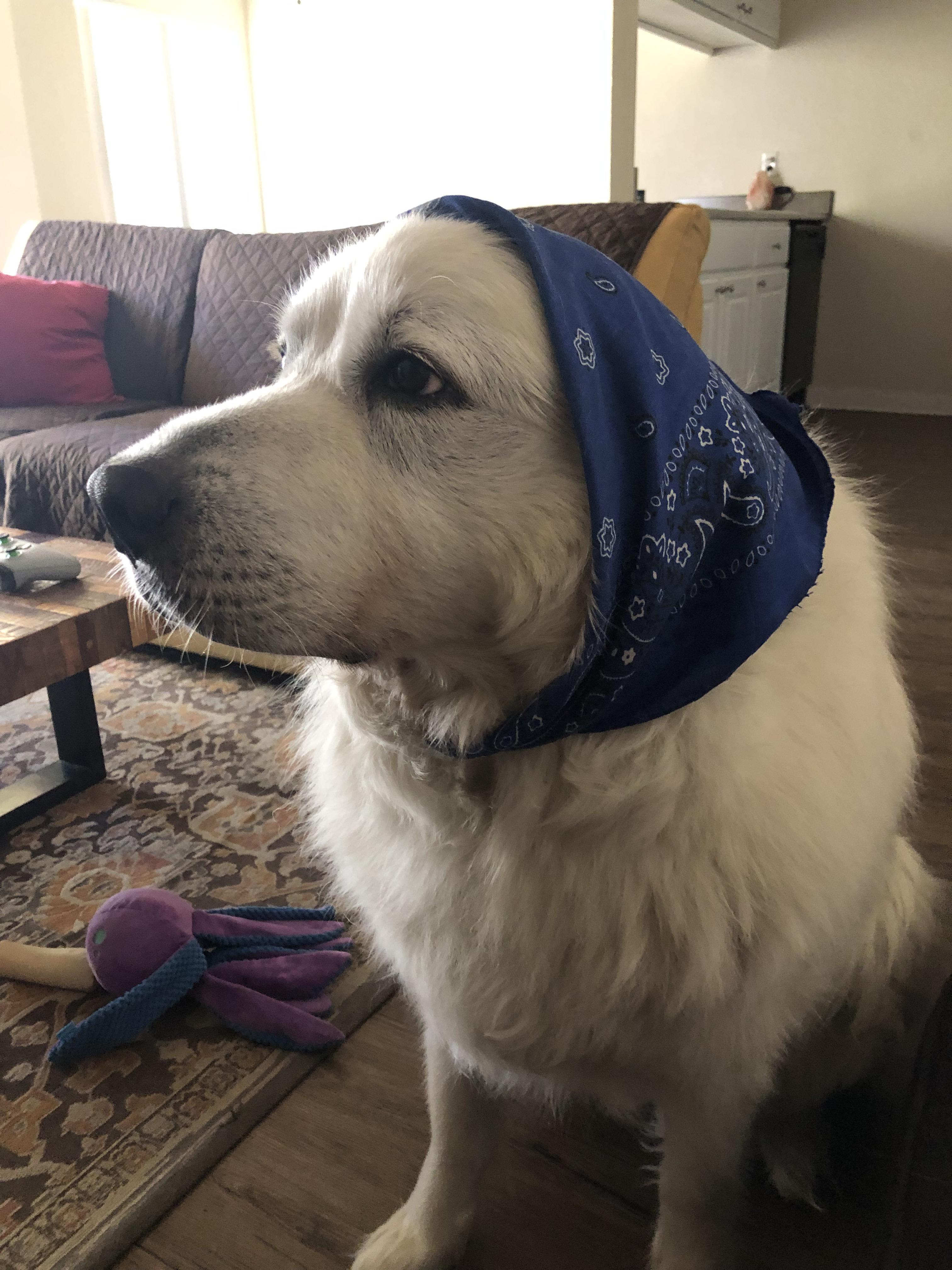 Babushka boi | Scrolller