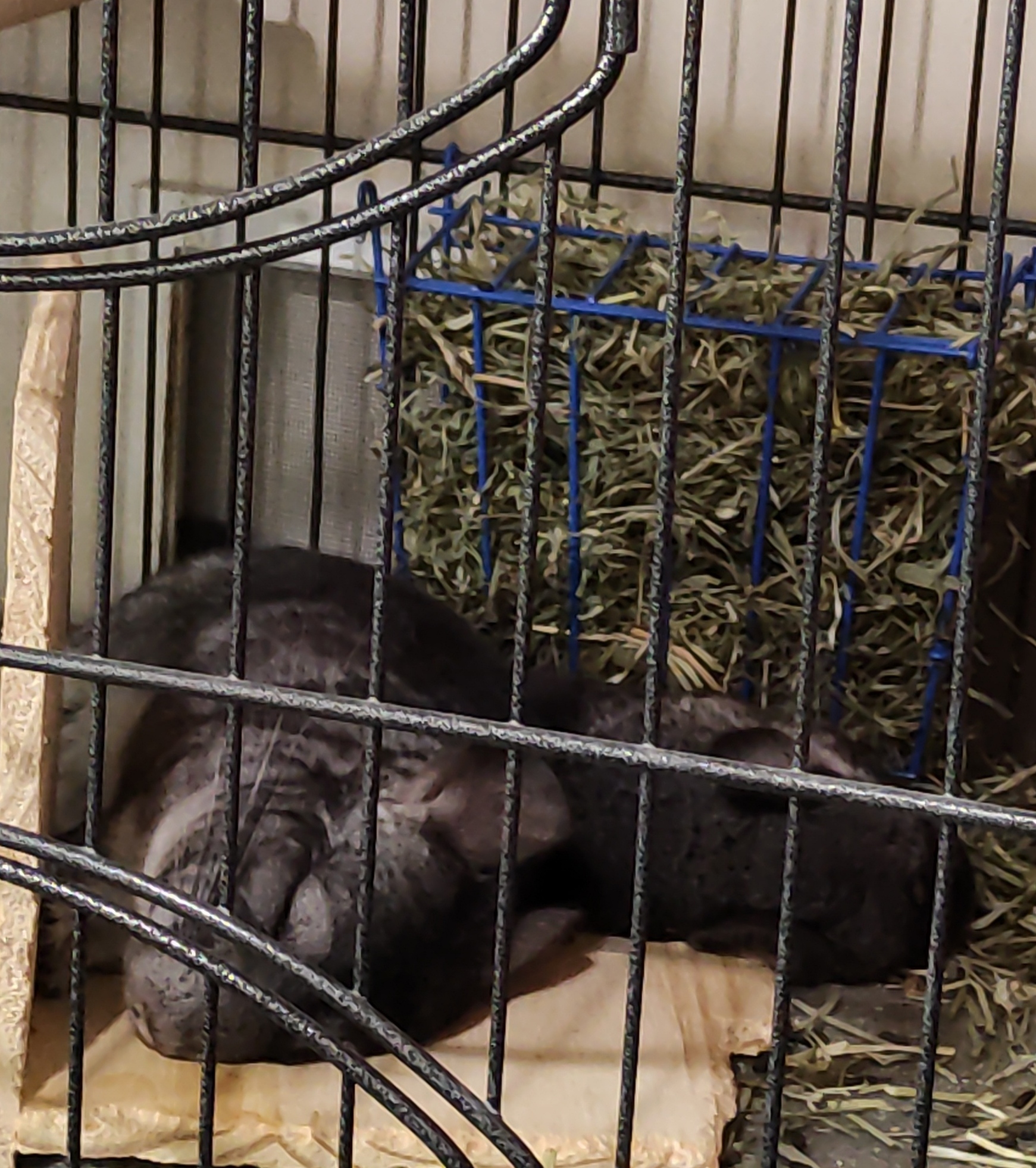 baby basil napping with his dad clancy :,> | Scrolller