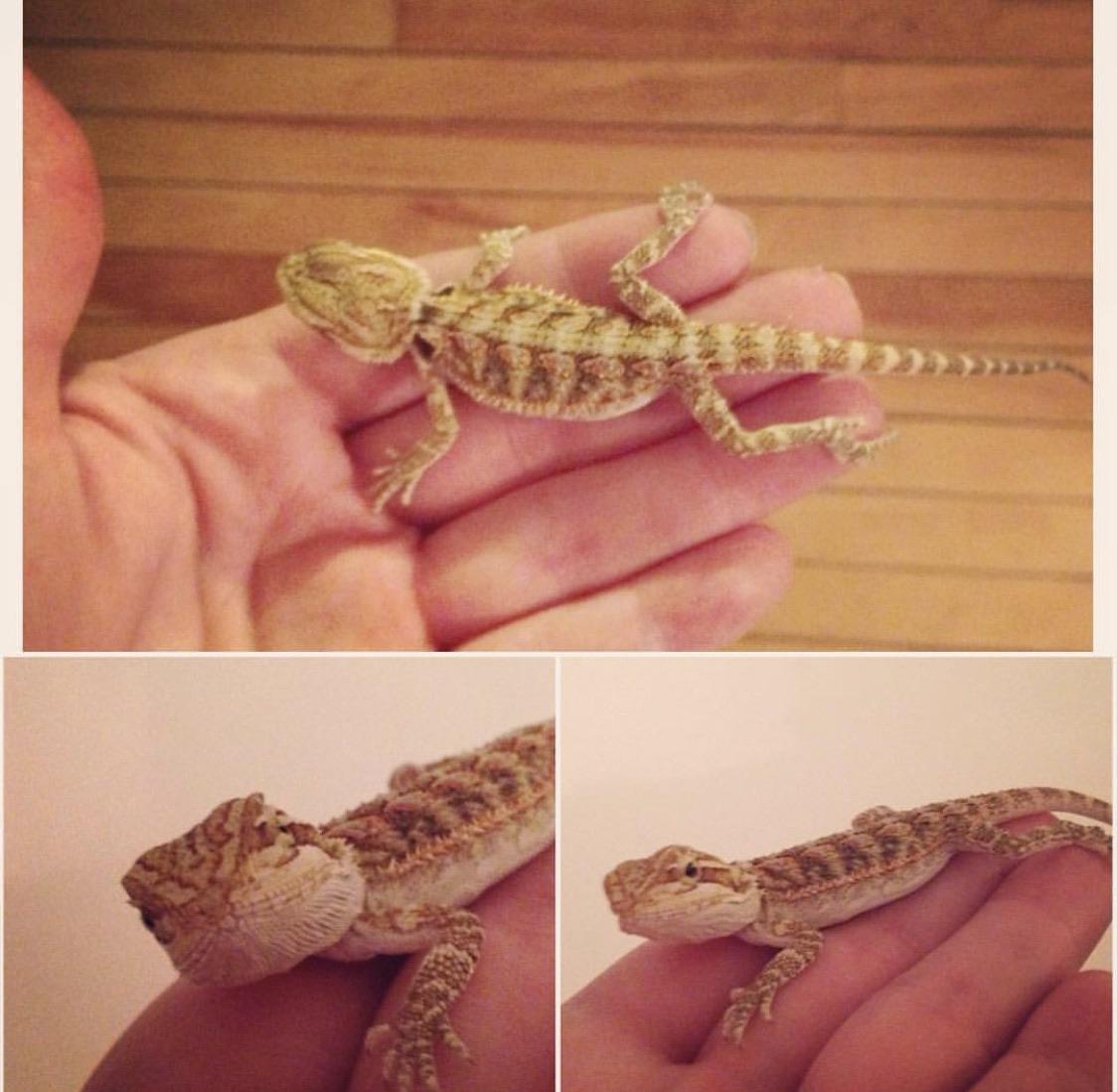Baby Bearded Dragon - Rutherford | Scrolller