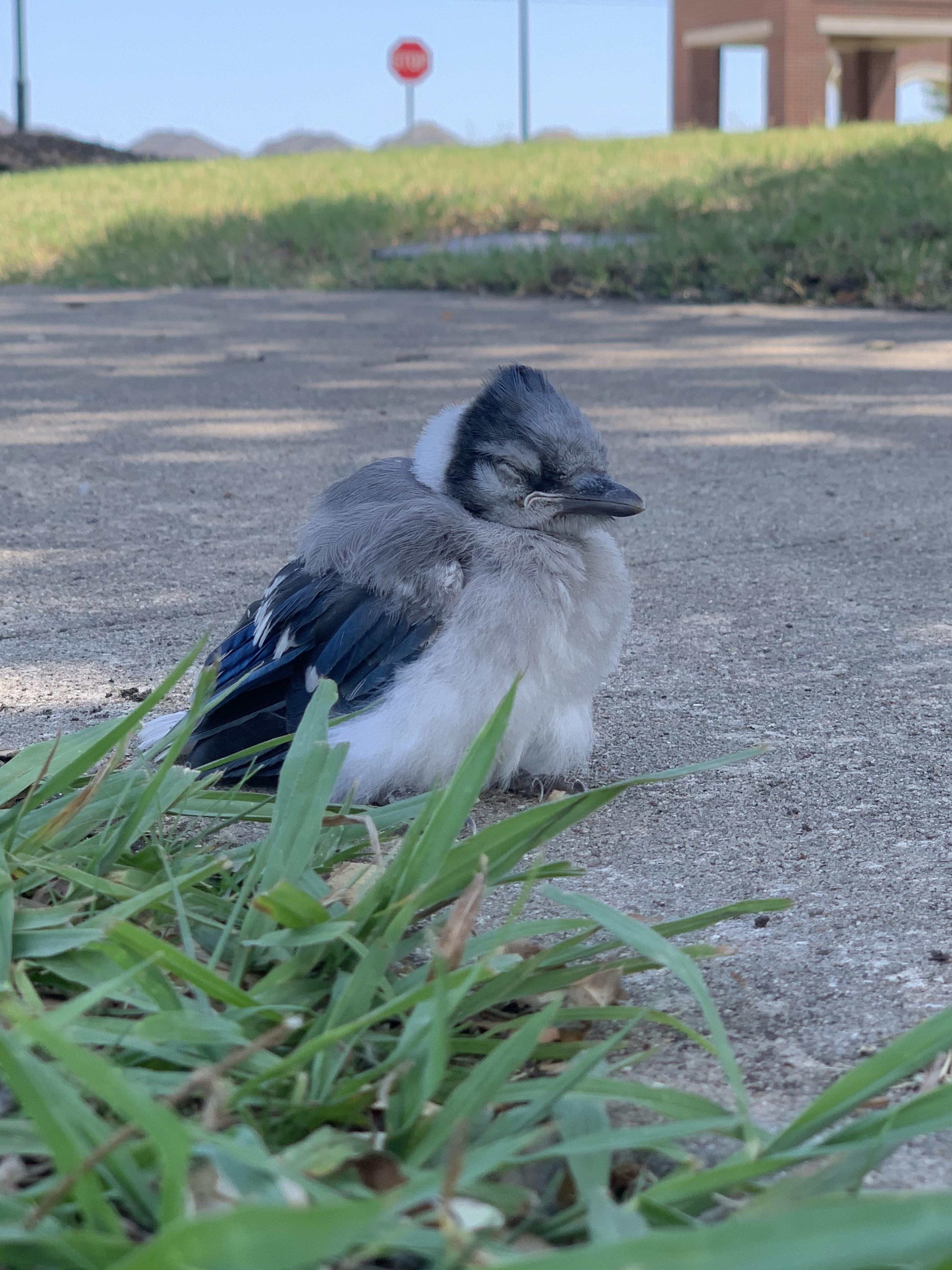 Baby Blue Jay | Scrolller