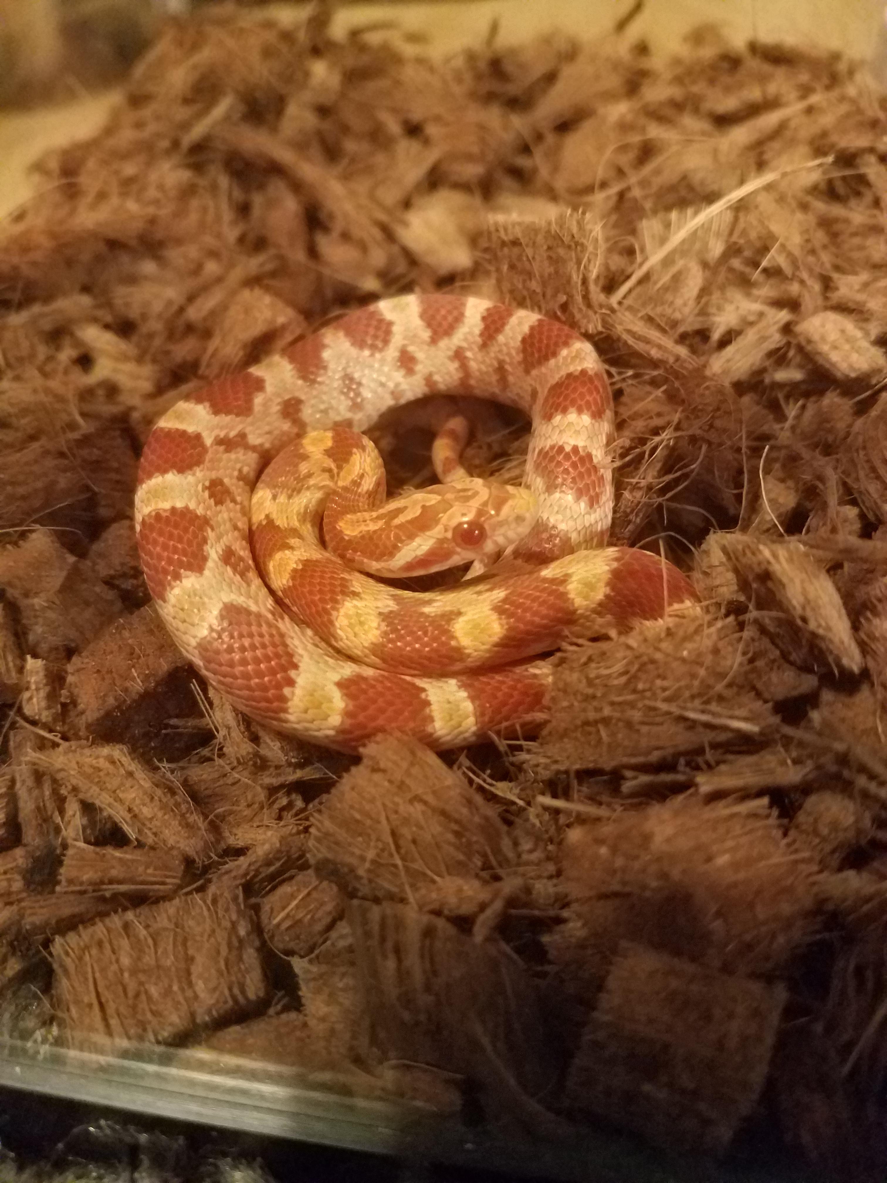 Baby corn snake | Scrolller