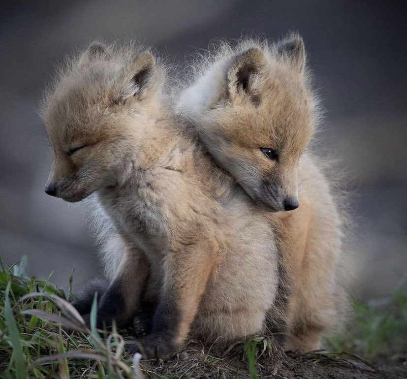 Baby Foxes | Scrolller