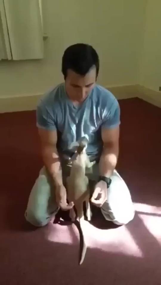 baby kangaroo finding a new home | Scrolller