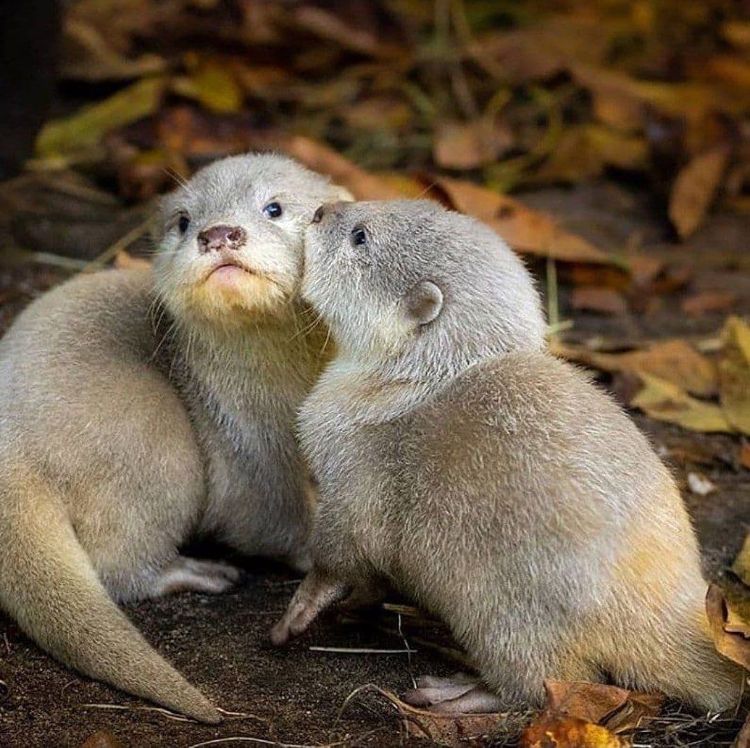 Baby otter "mwah" | Scrolller