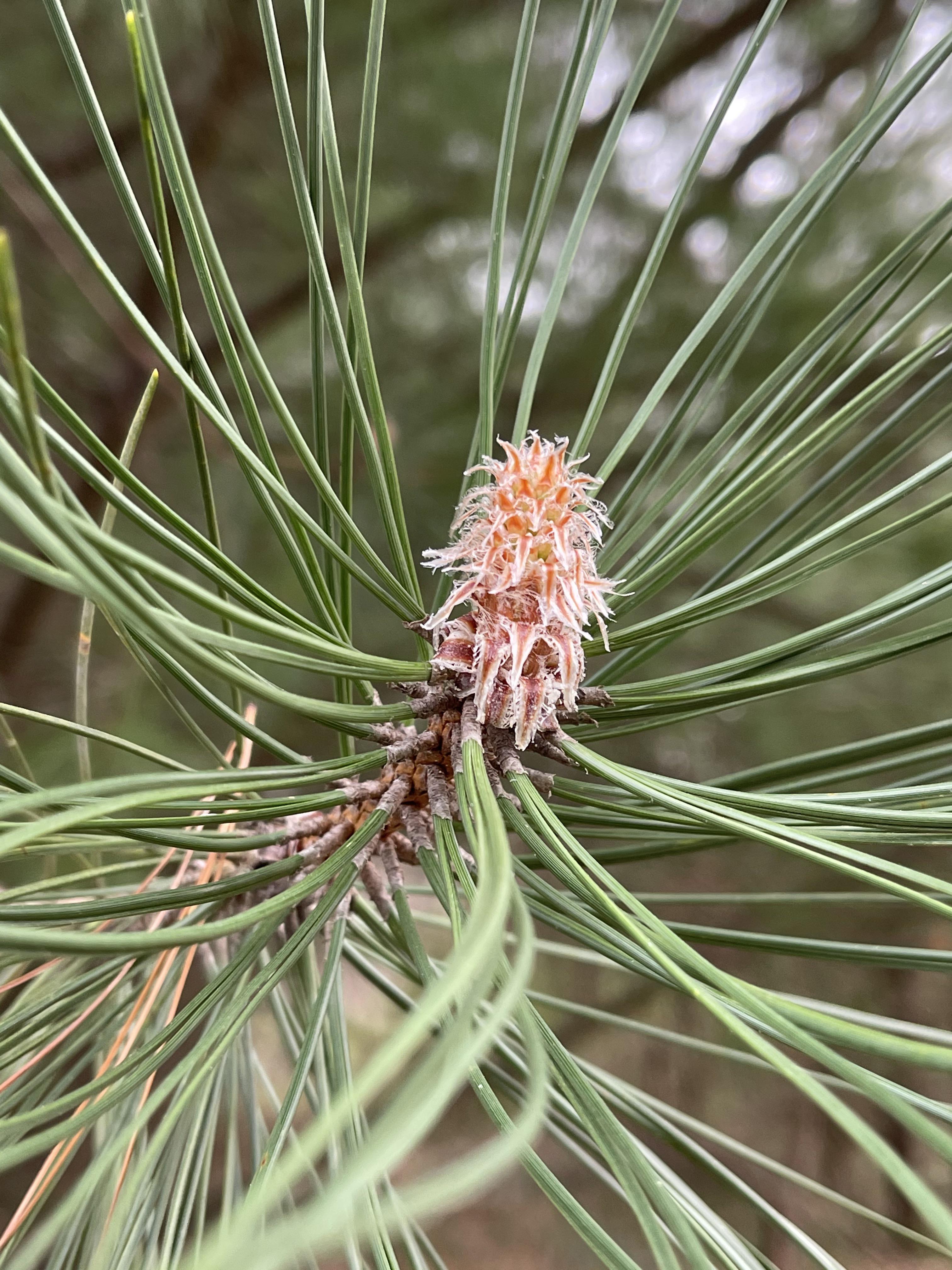 Baby Pinecone | Scrolller