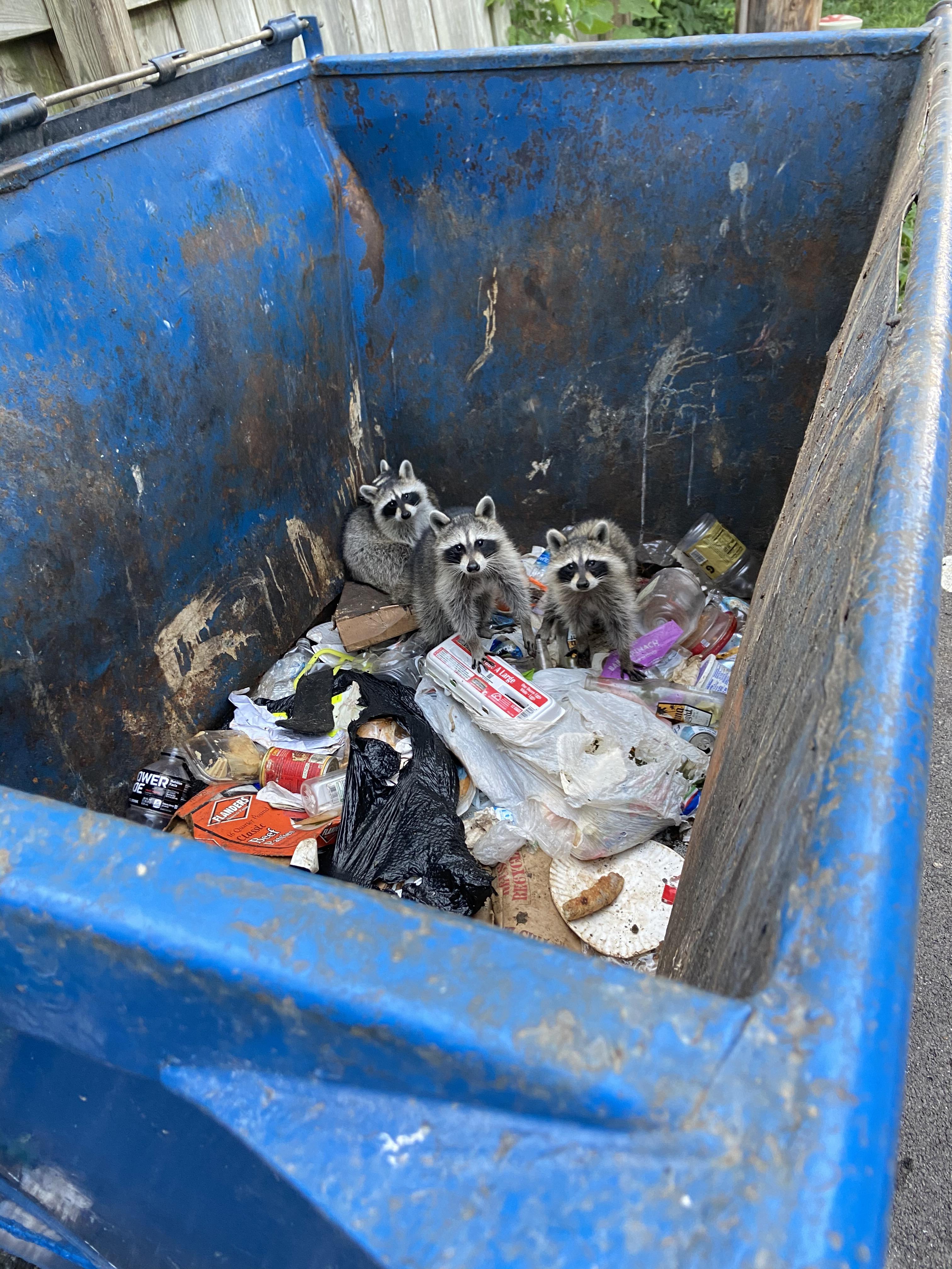 Baby raccoons in my dumpster | Scrolller