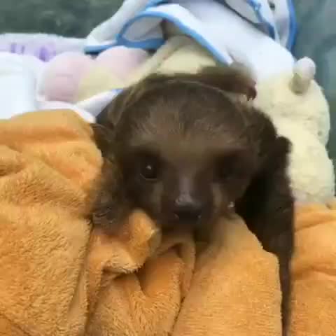 Baby sloth incoming | Scrolller