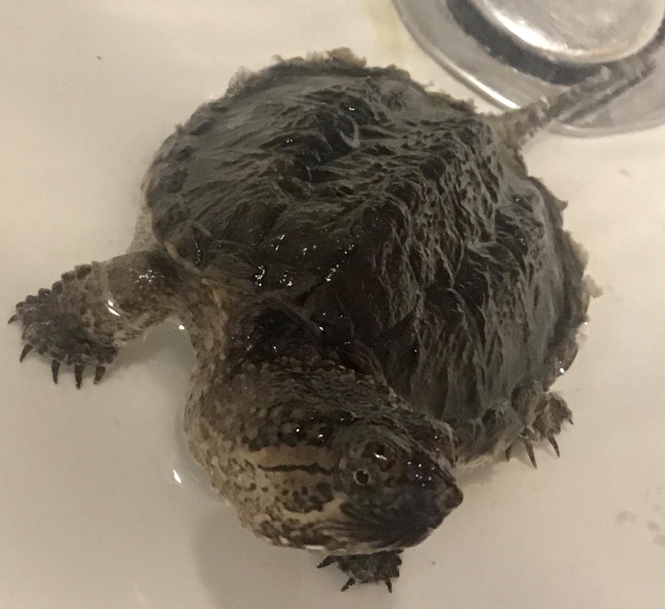 Baby snapper | Scrolller