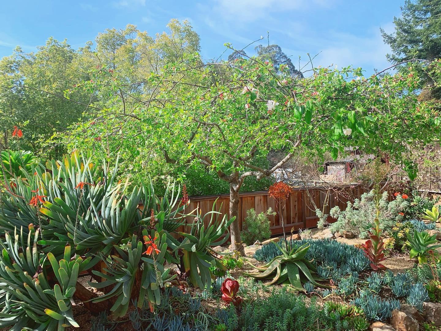 Backyard is in full bloom! | Scrolller