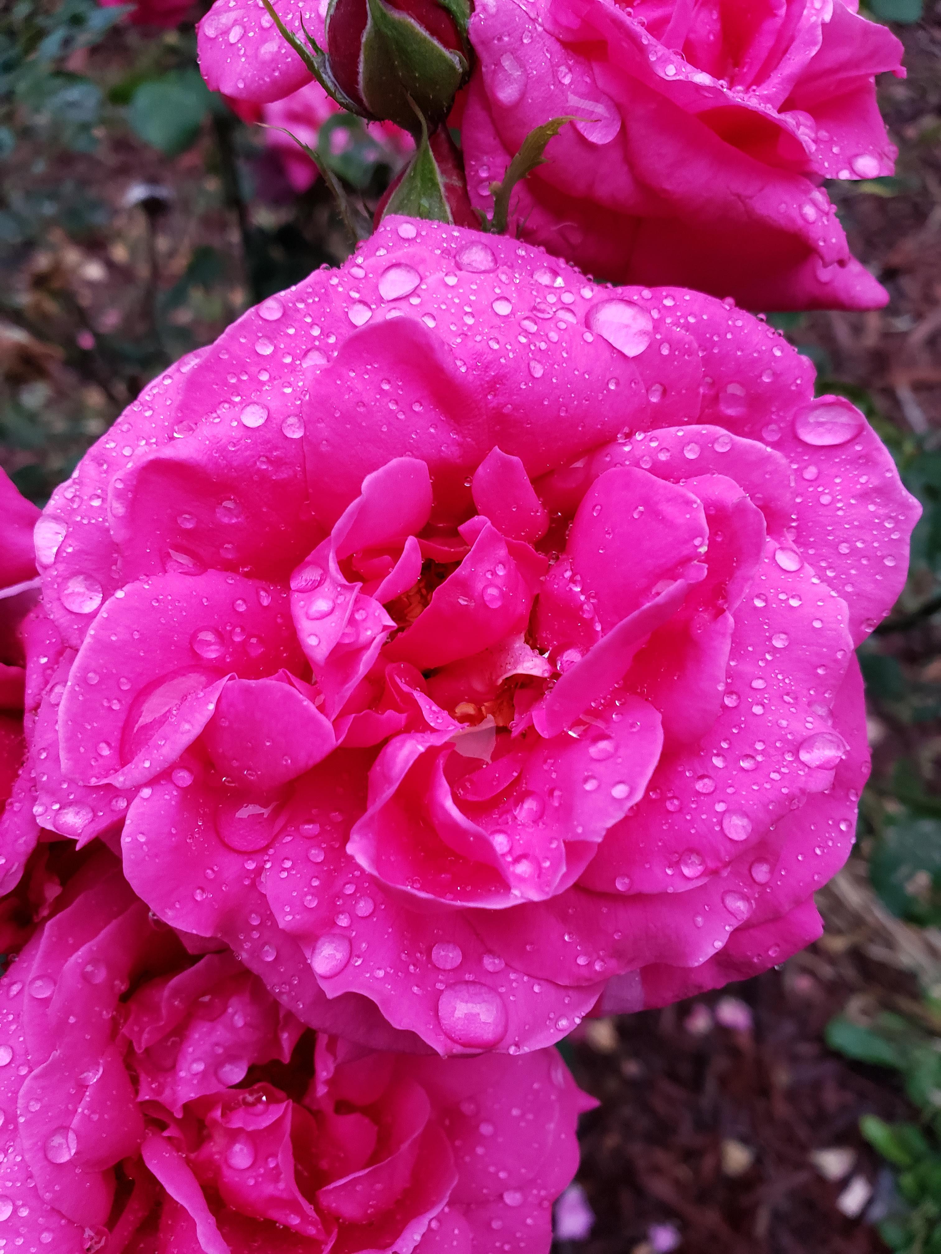 Backyard Roses | Scrolller