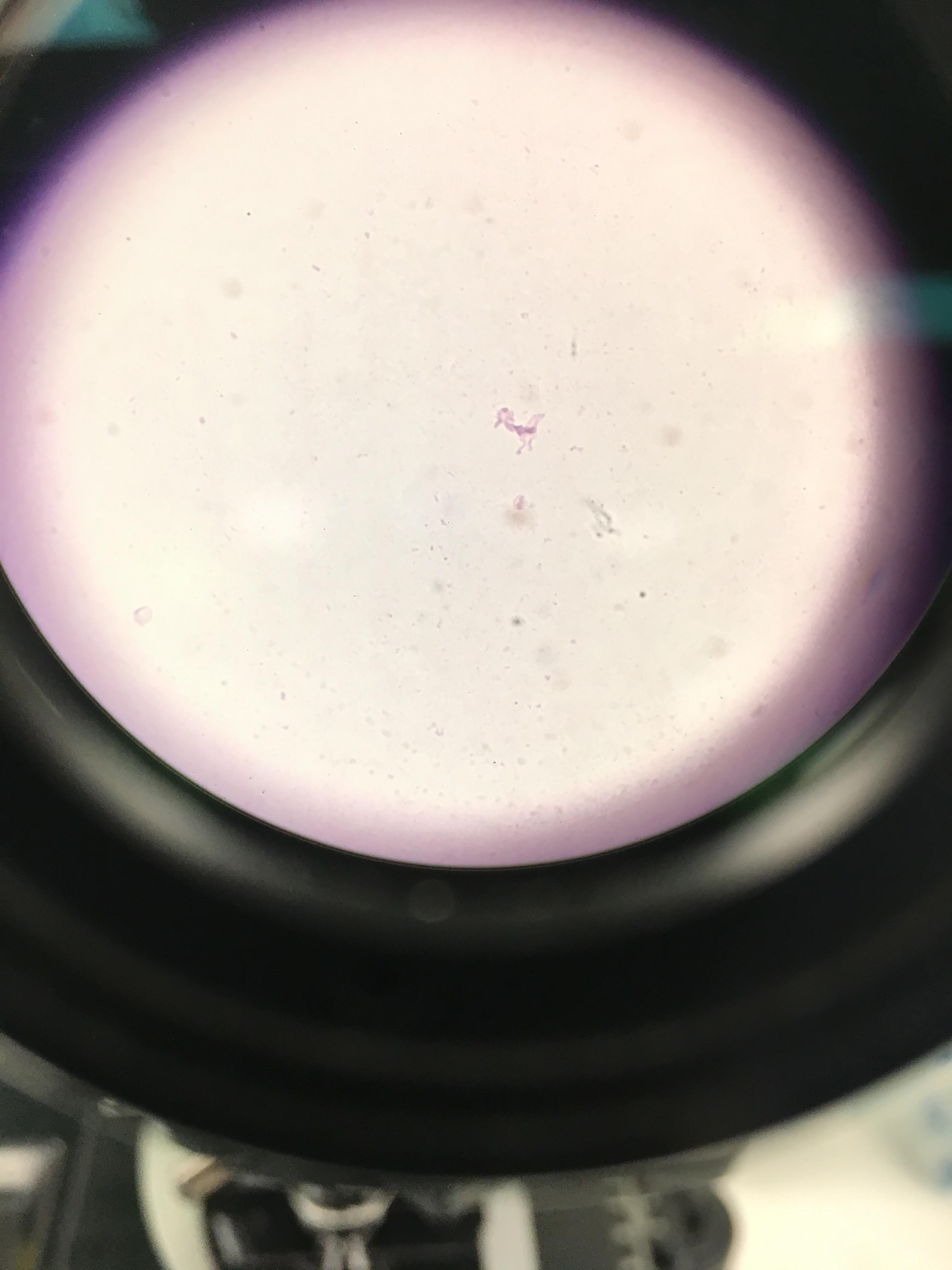 Bacteria shaped like a duck!!??? | Scrolller