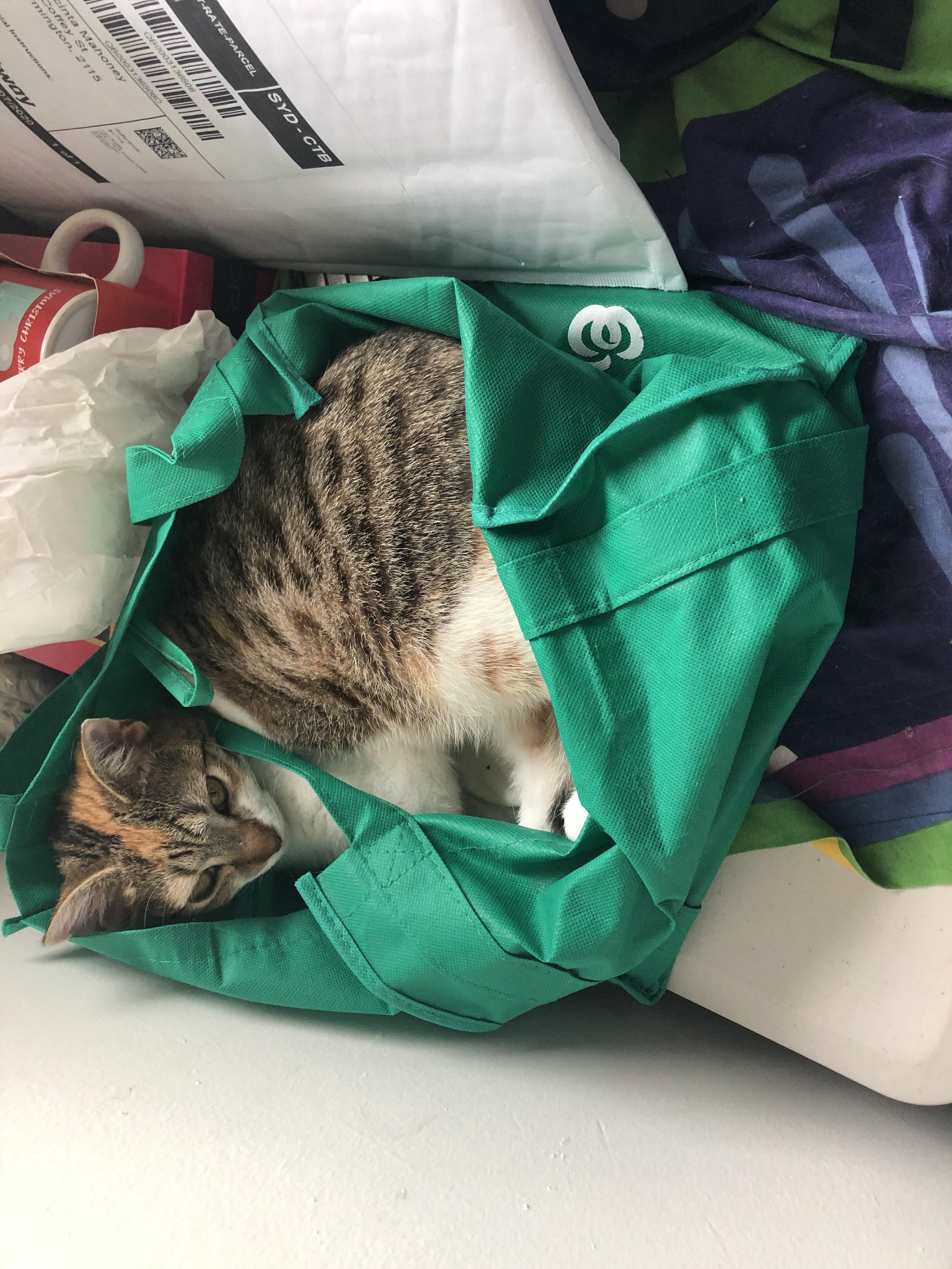 Bag Cat | Scrolller