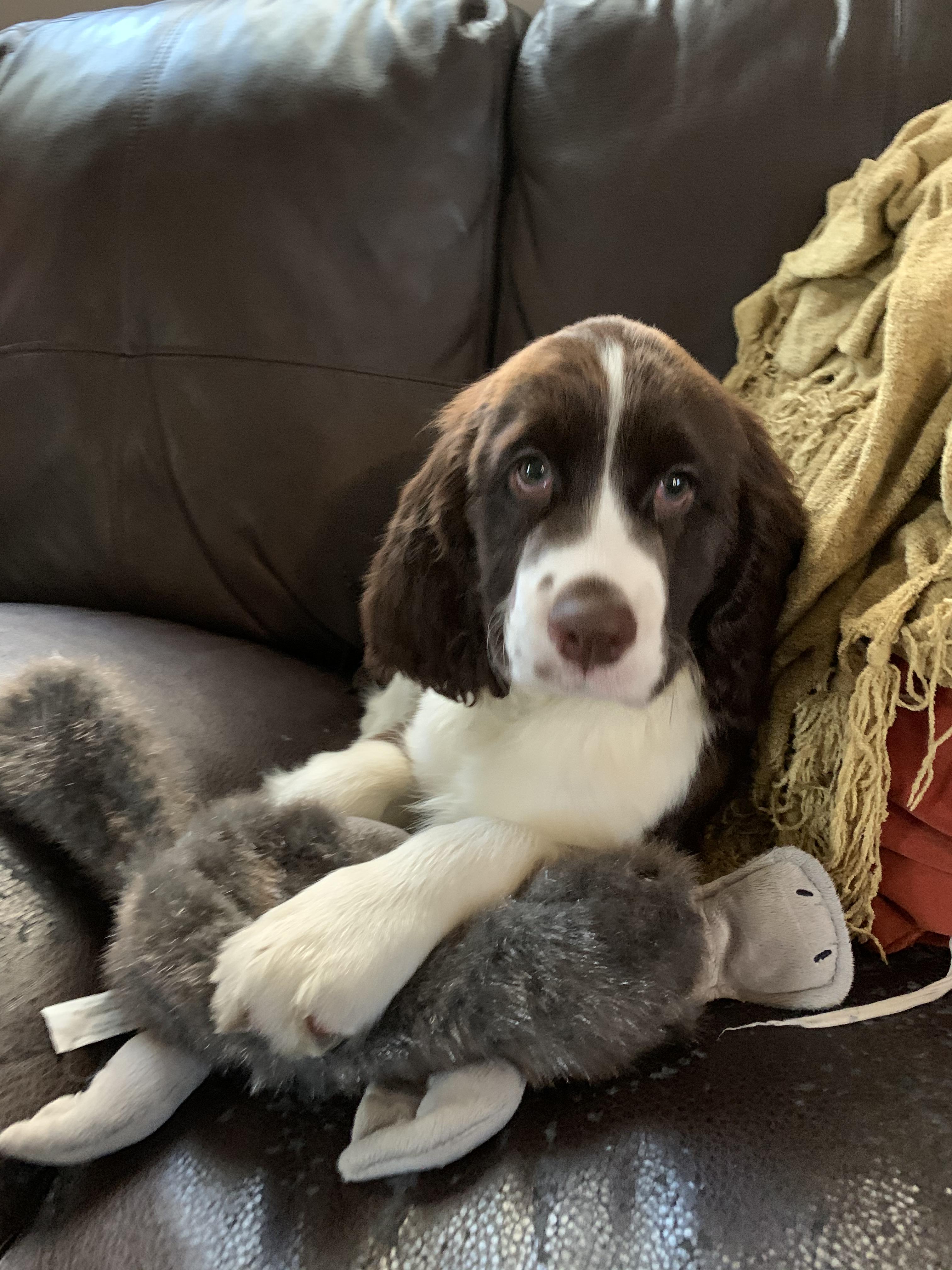 Bailey loves his Platypus 💕 | Scrolller