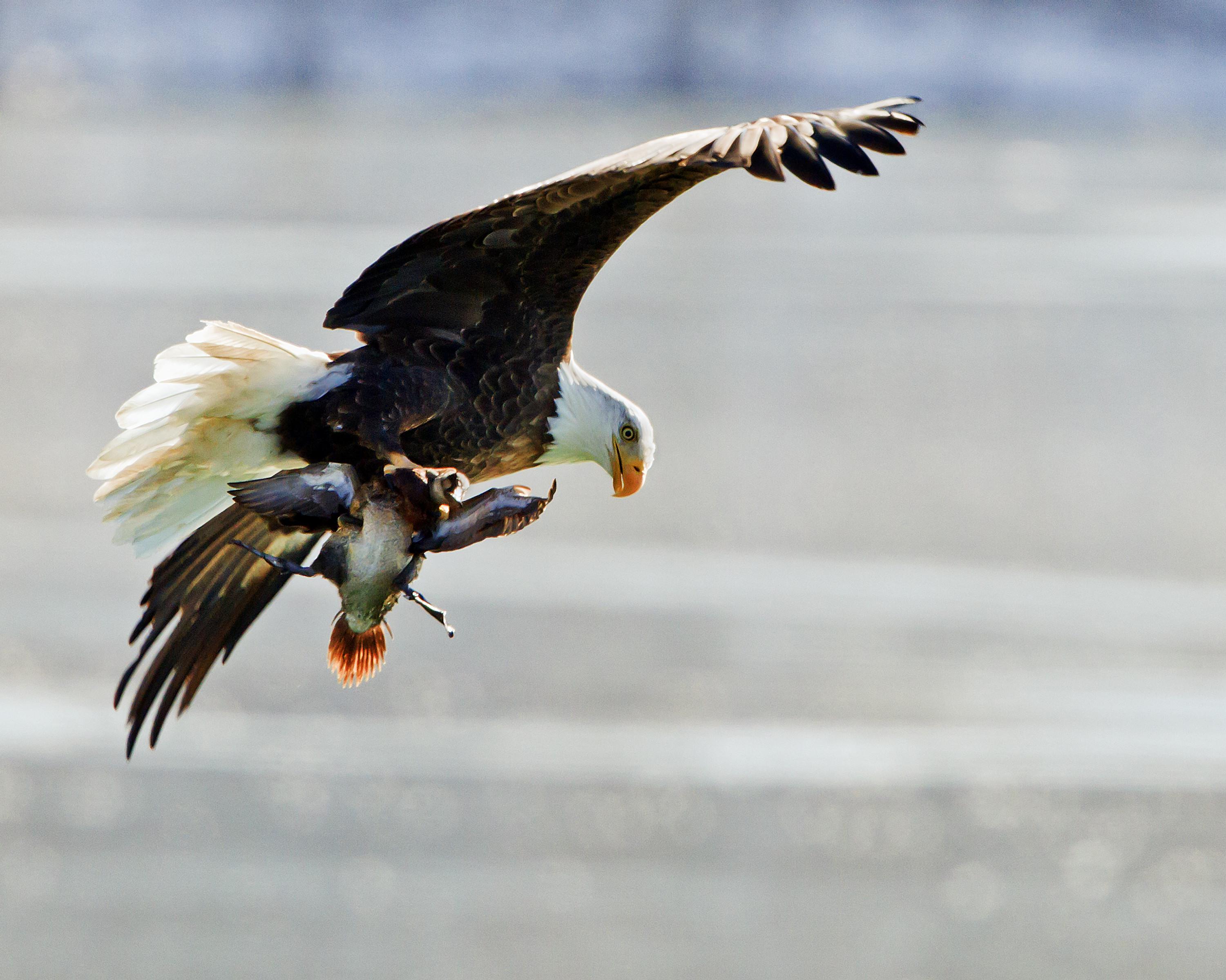 Bald Eagle carrying a Ruddy Duck | Scrolller