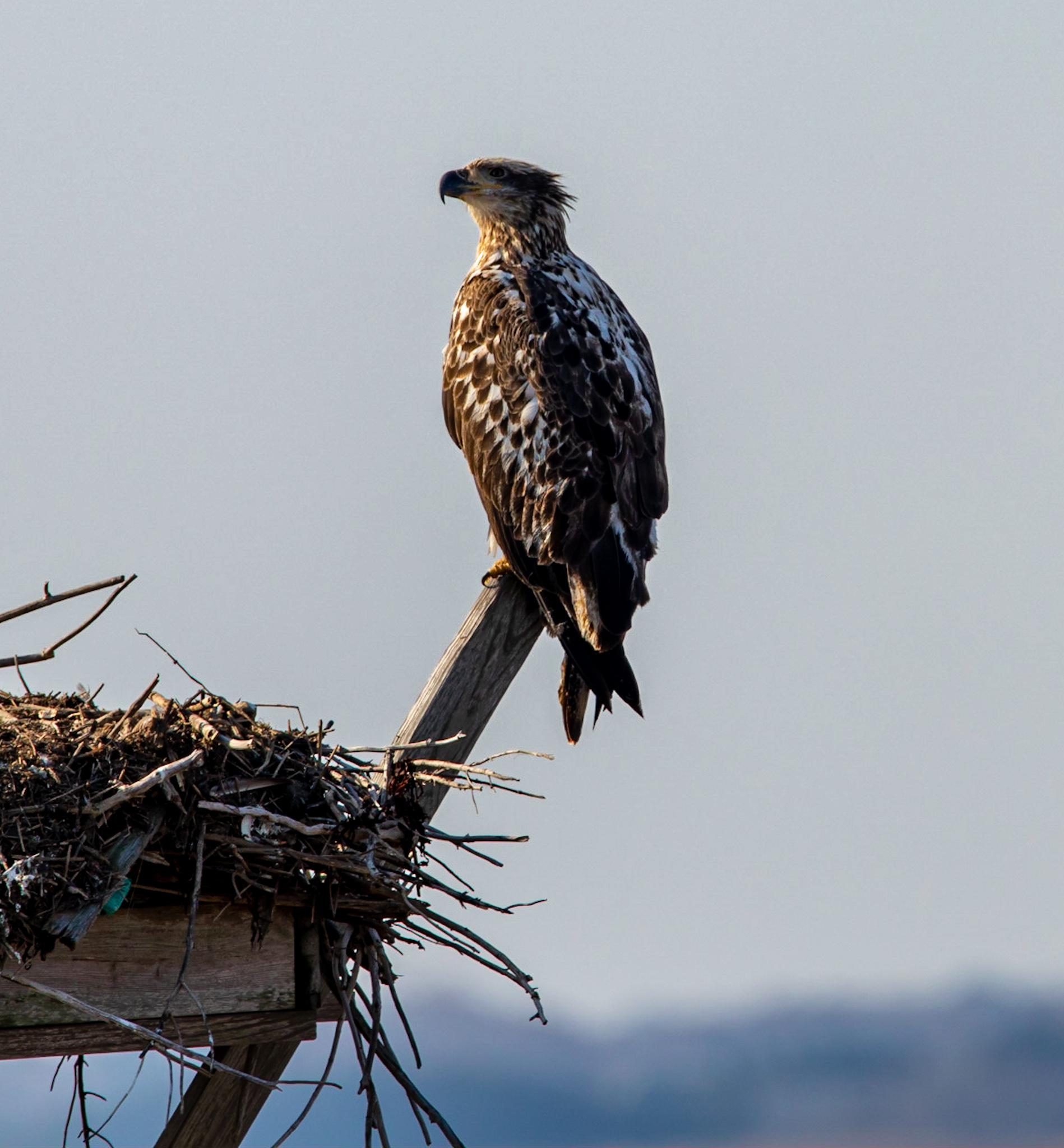 Bald Eagle | Scrolller