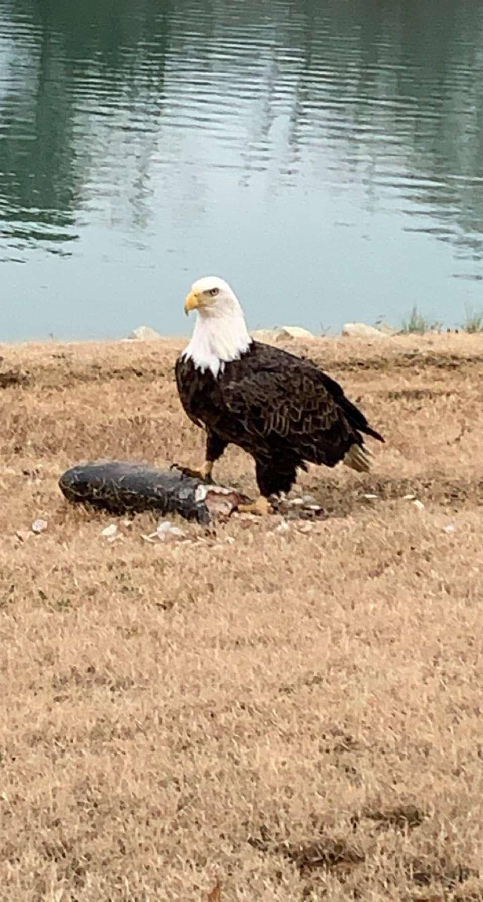 Bald Eagle enjoying a fish | Scrolller