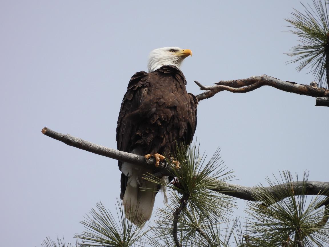 Bald Eagle in Bend | Scrolller