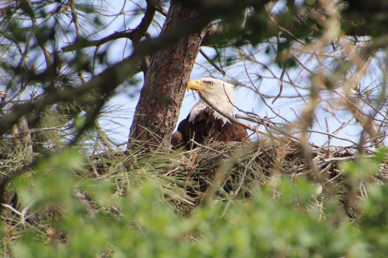 Bald Eagle at Lake Natomas | Scrolller