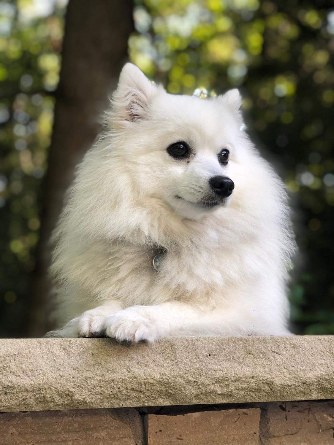 Ball of floof | Scrolller