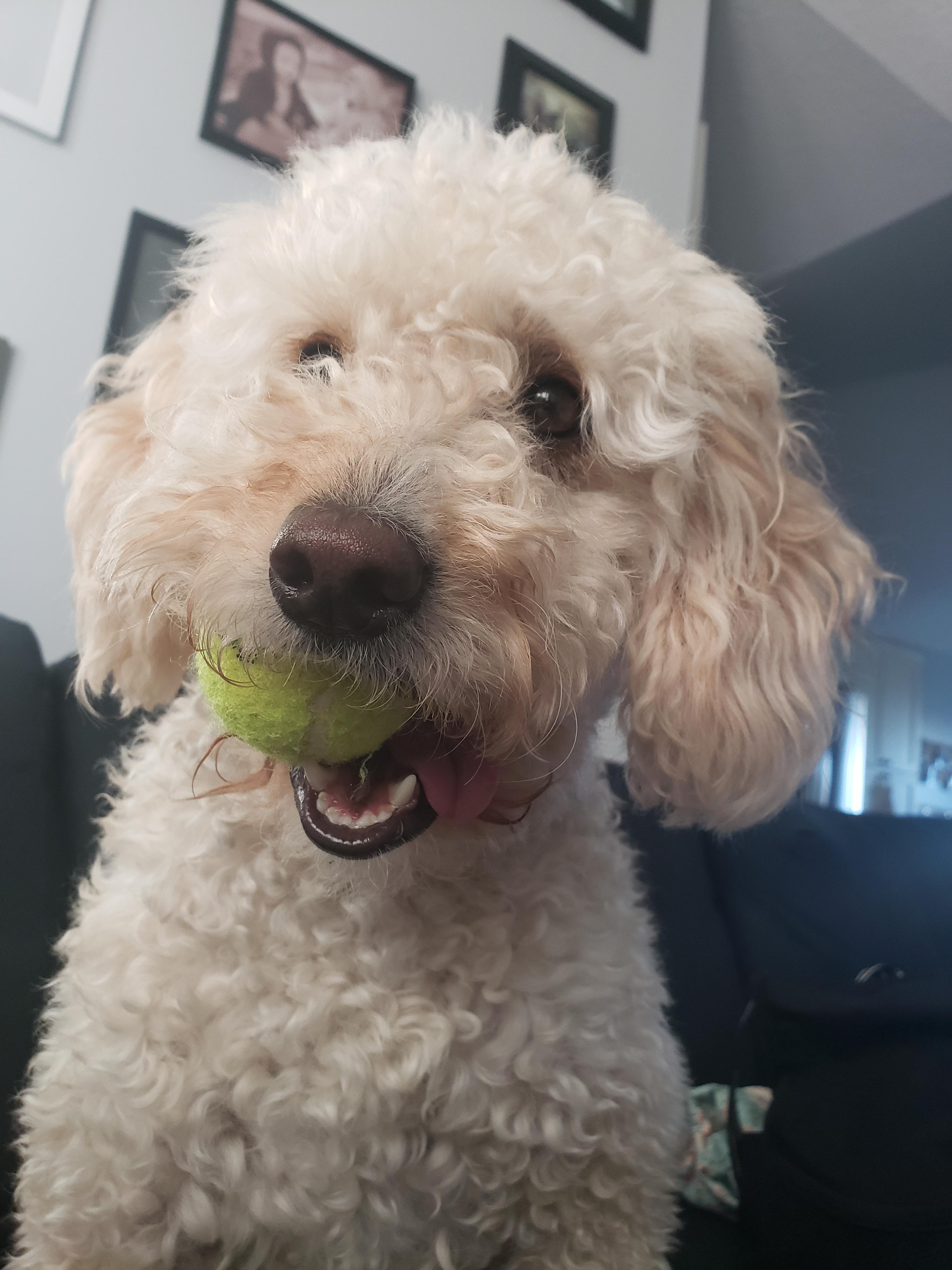 Ball-Tongue Derpy Derp.... | Scrolller