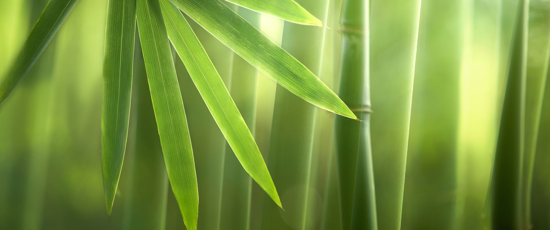 Bamboo [3440x1440] | Scrolller
