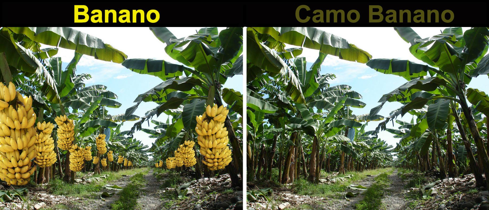 Banano vs. Camo Banano | Scrolller