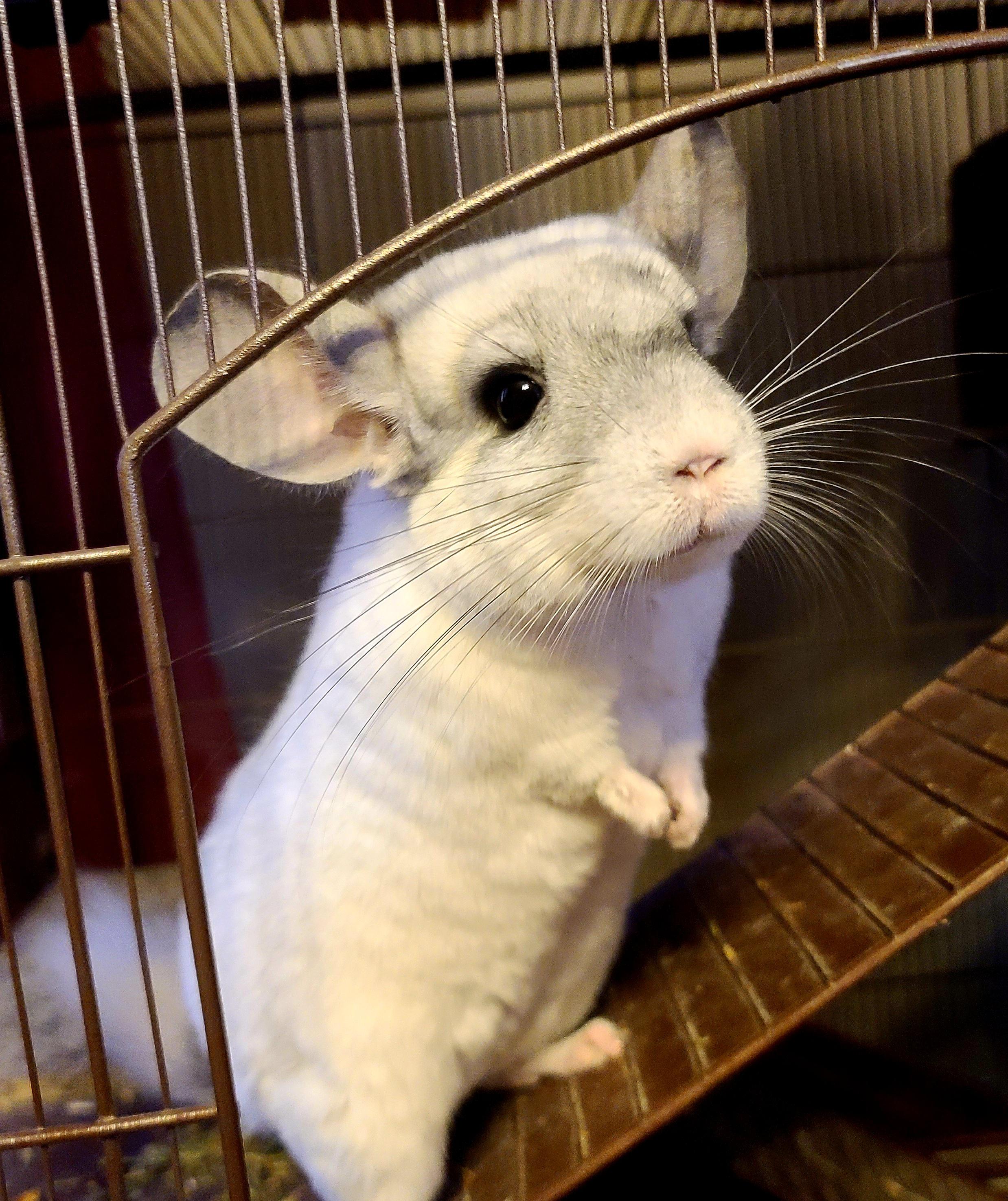 Bandit Again | Scrolller