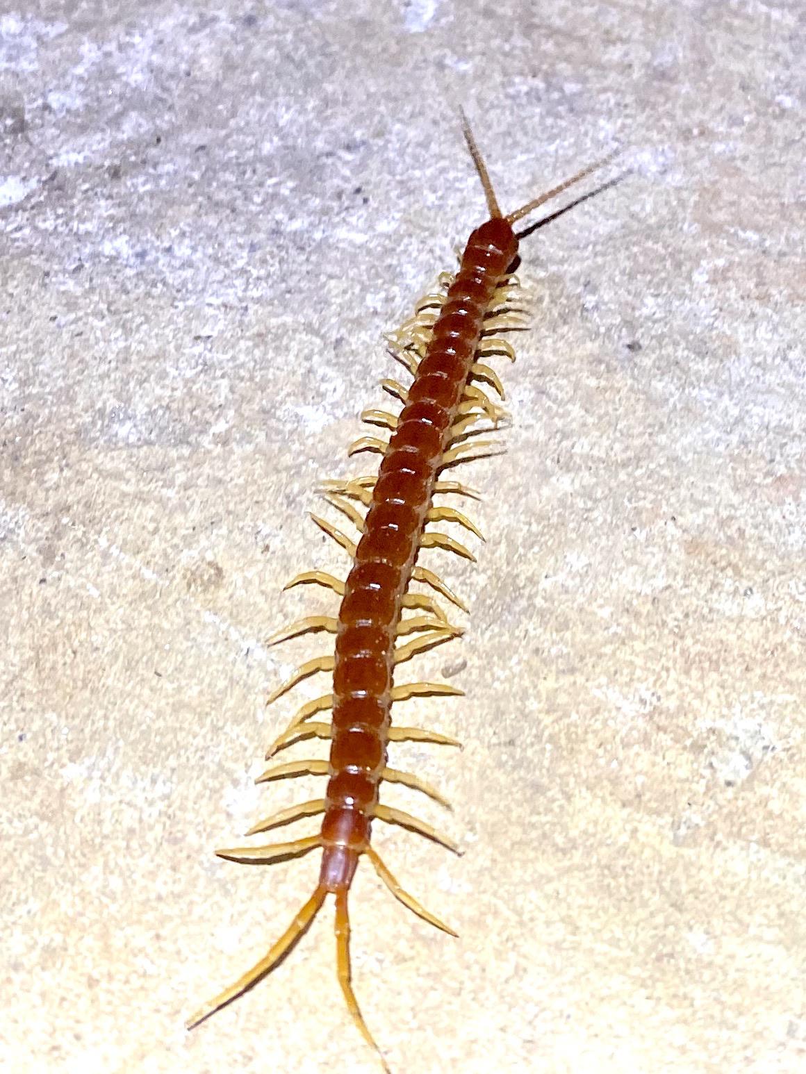 Bark Centipede in my garage: Georgia, USA the rain and warmth is bringing them all out! | Scrolller