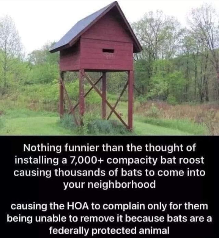 Bat rule | Scrolller