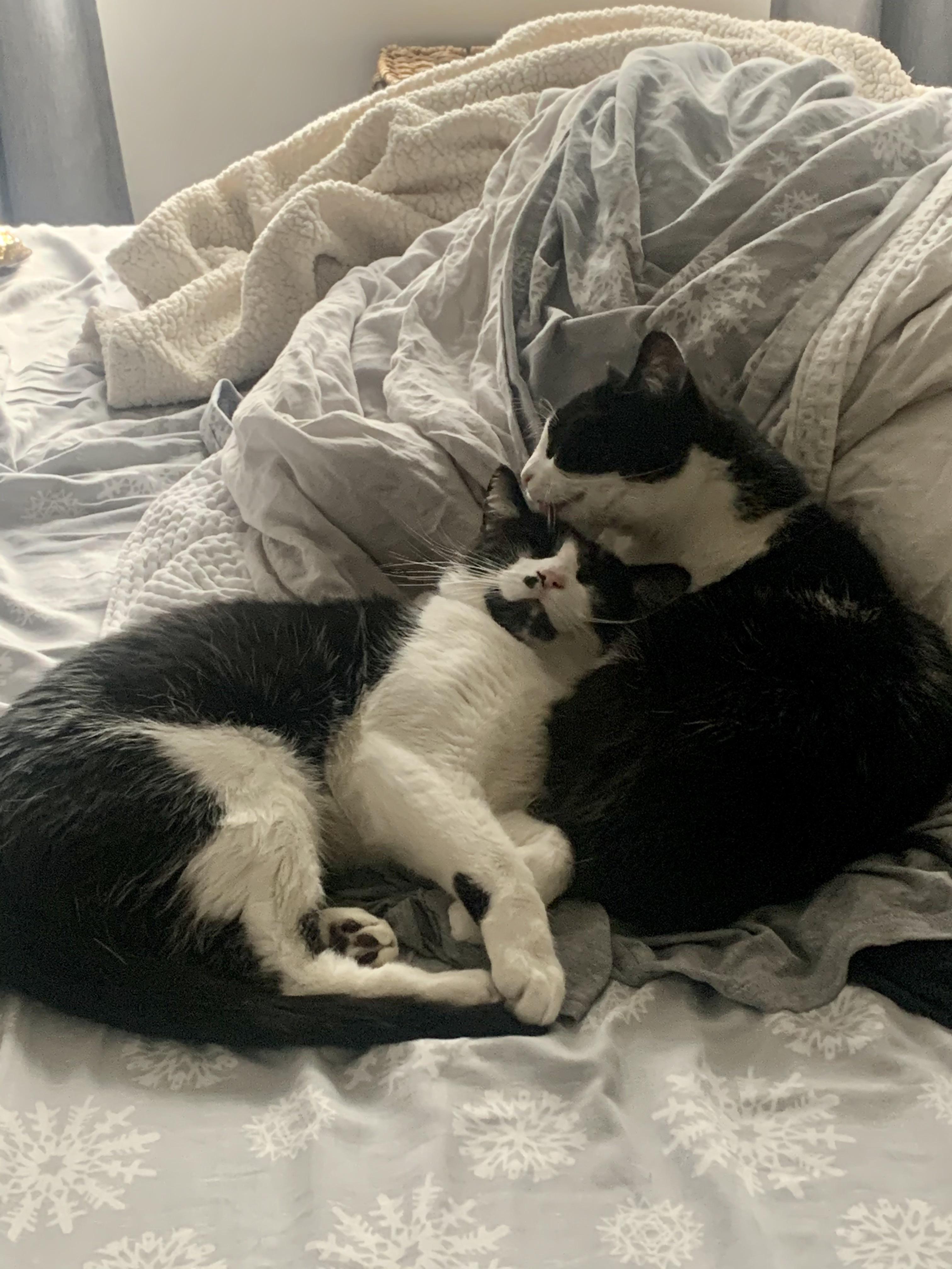 Bath time bliss 😻 | Scrolller