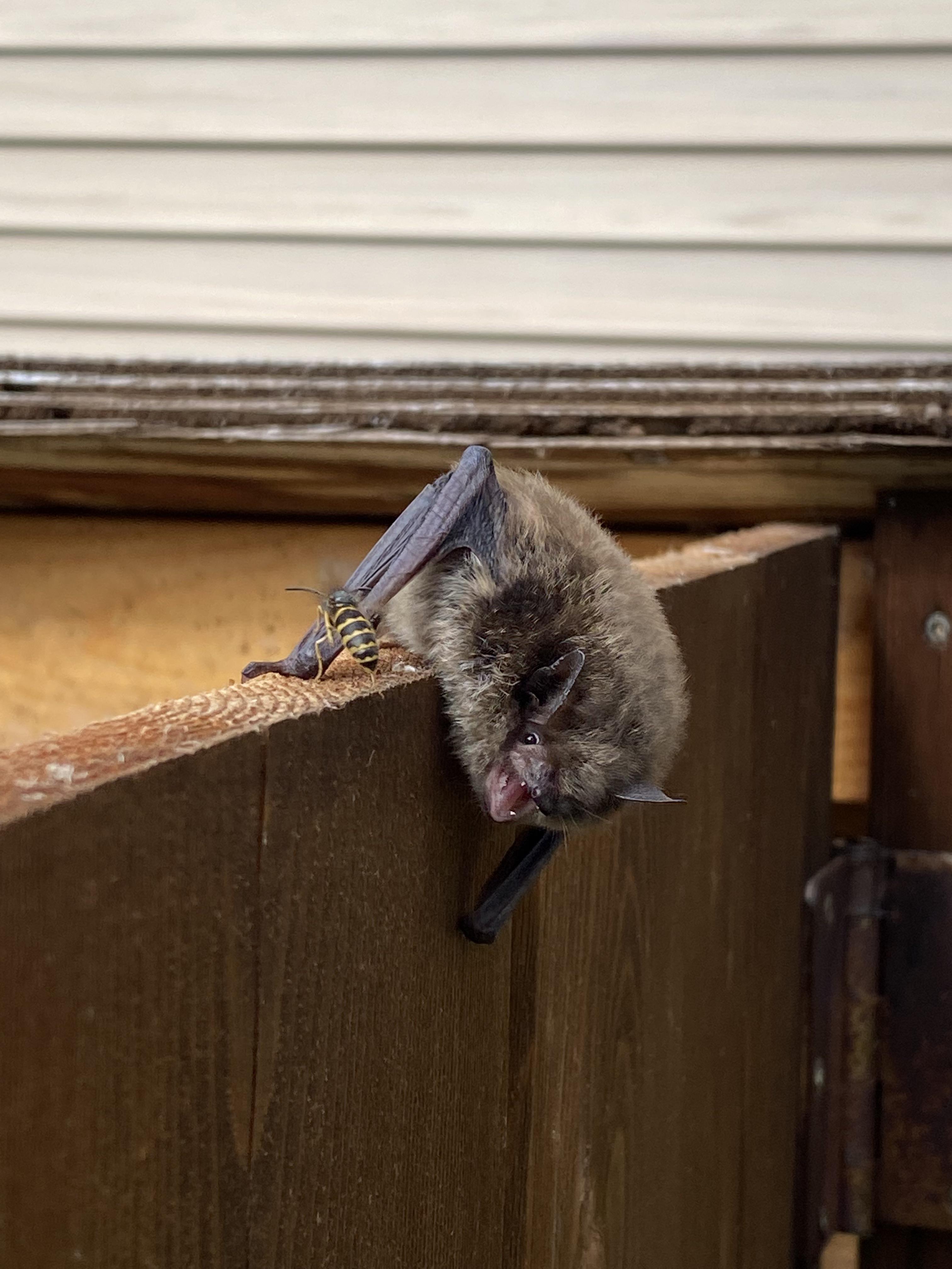 Bats, just like us in their hatred of wasps | Scrolller