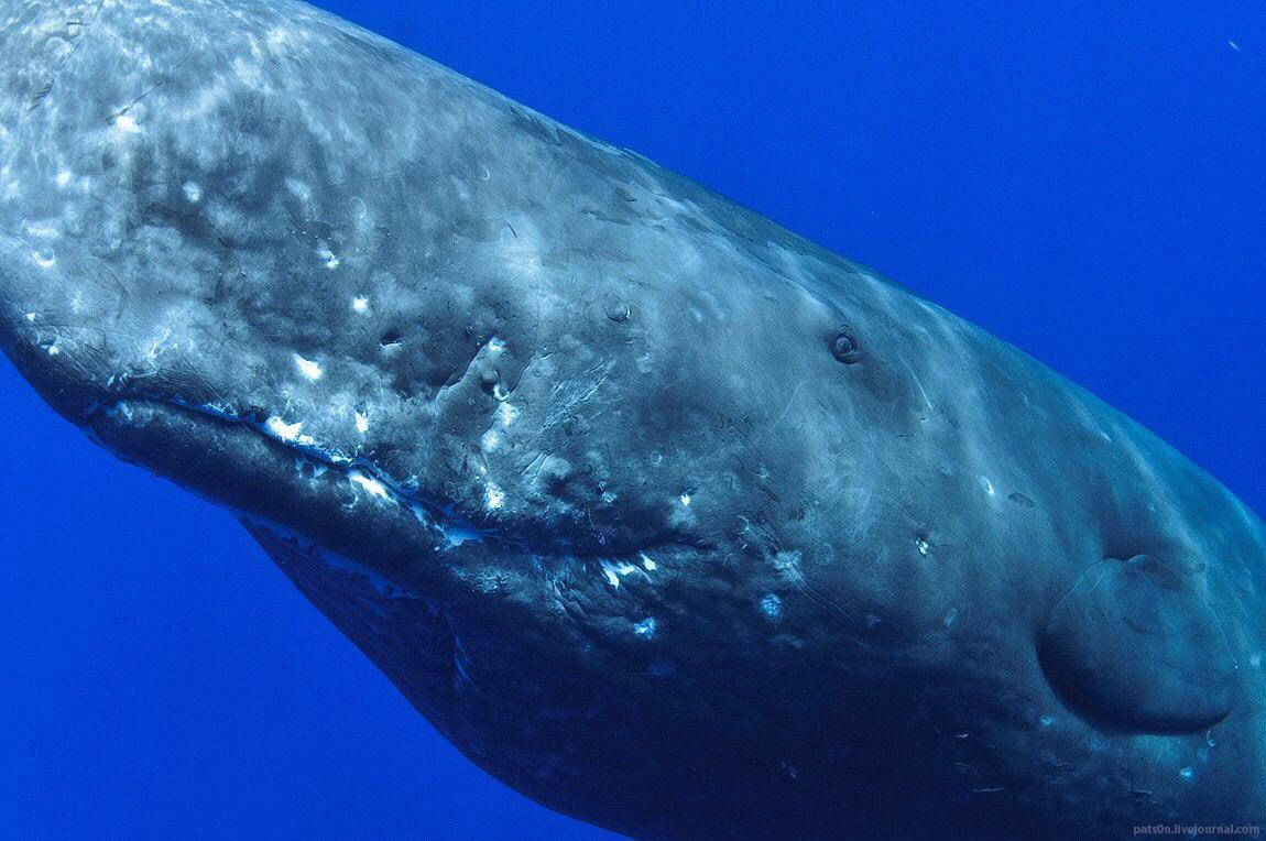 Battle scars around the mouth of a Sperm Whale from the years of fighting Giant Squid | Scrolller