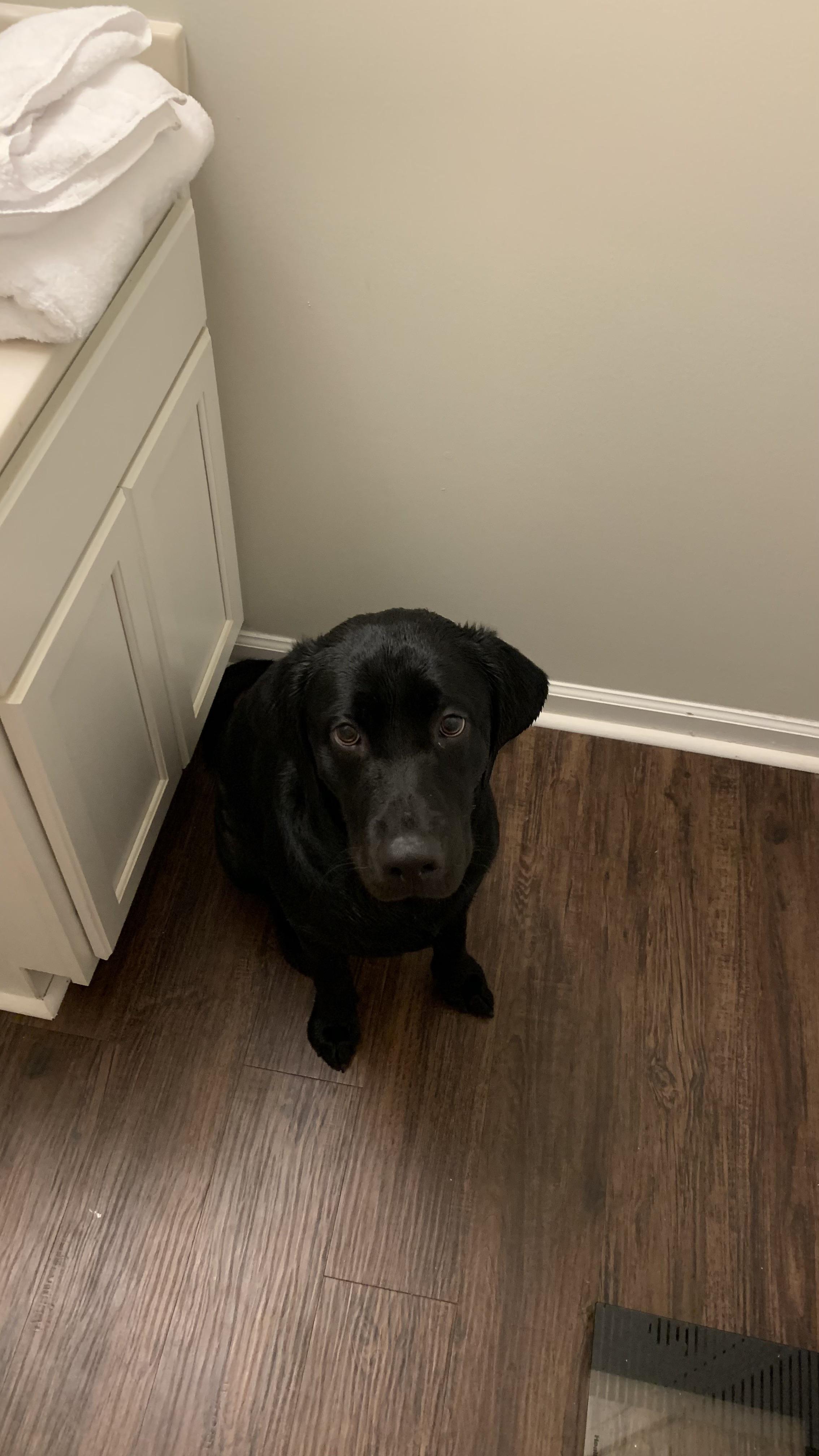 Baxter doesn’t like baths. | Scrolller