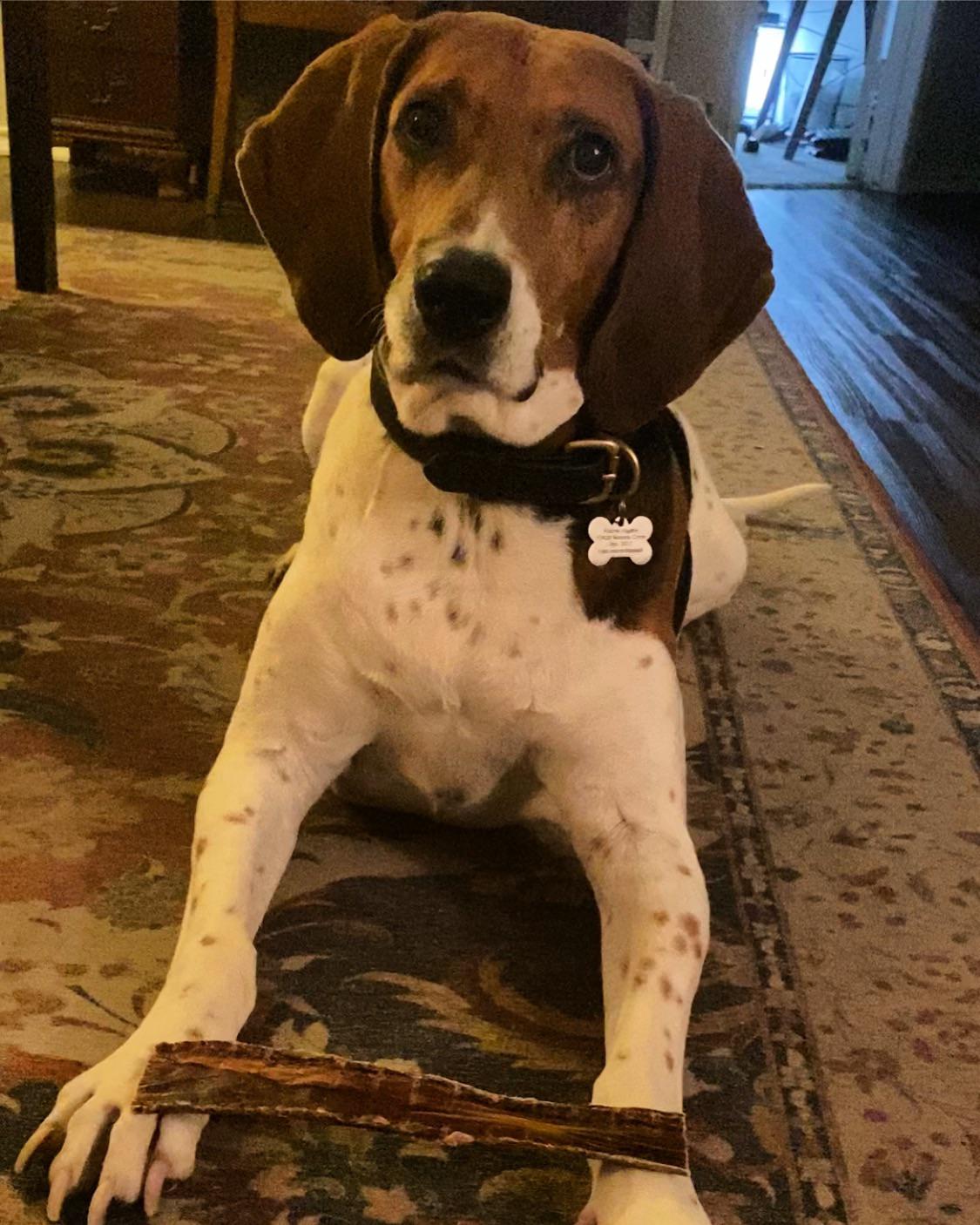 Baxter patiently waiting for his treat | Scrolller