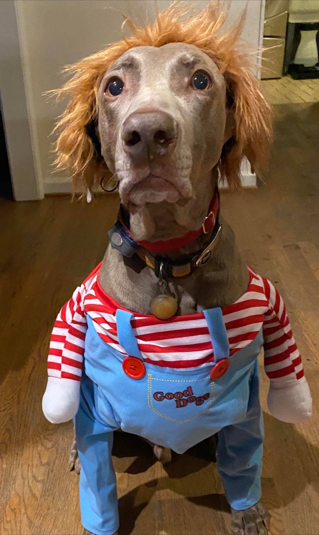 Be scared, very scared! | Scrolller