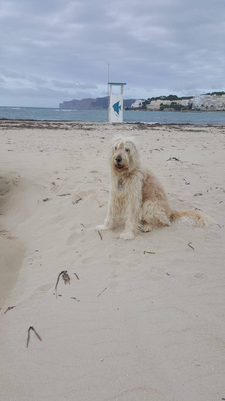 Beach Life Scrolller