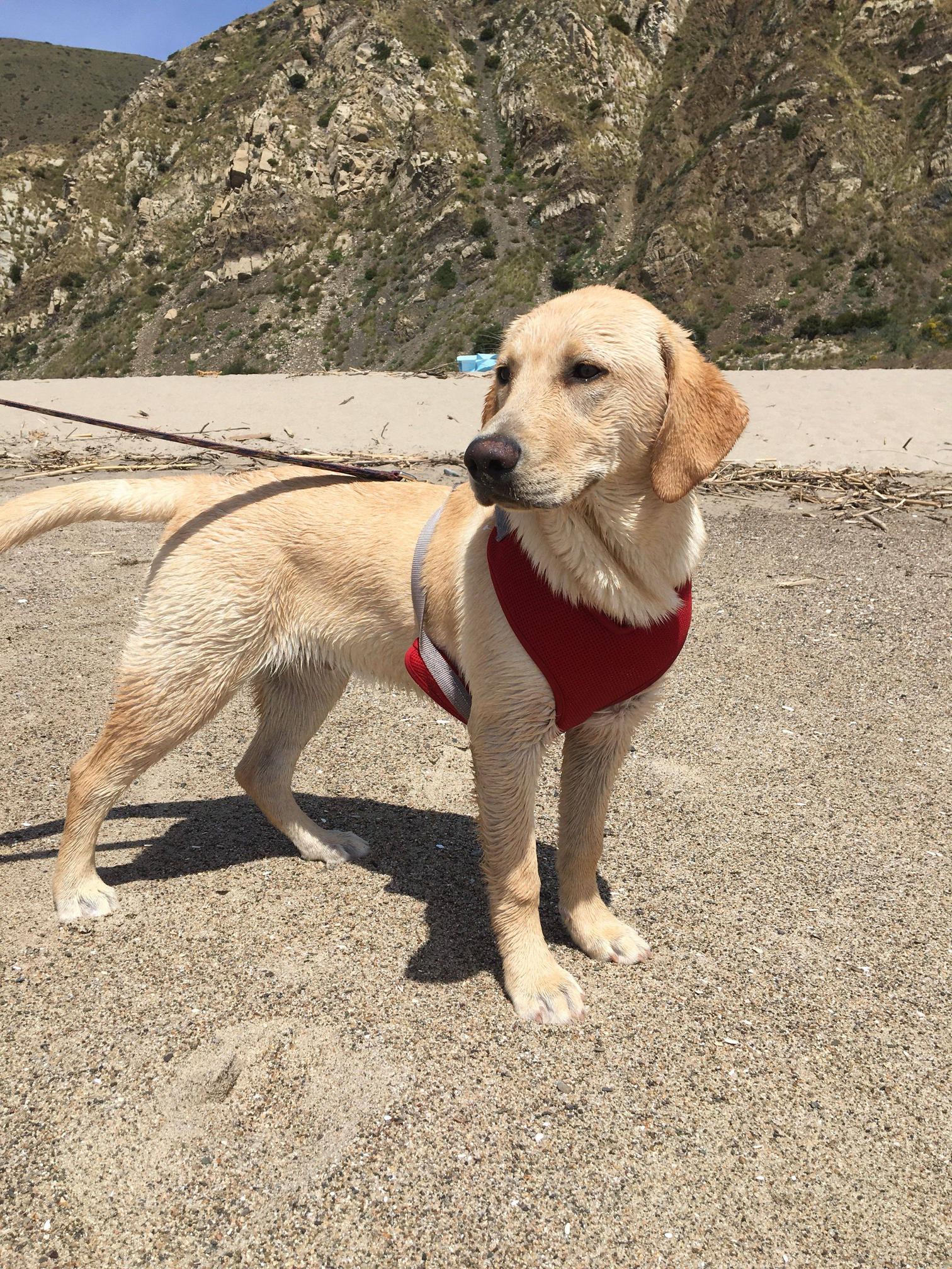 Beach pup! | Scrolller