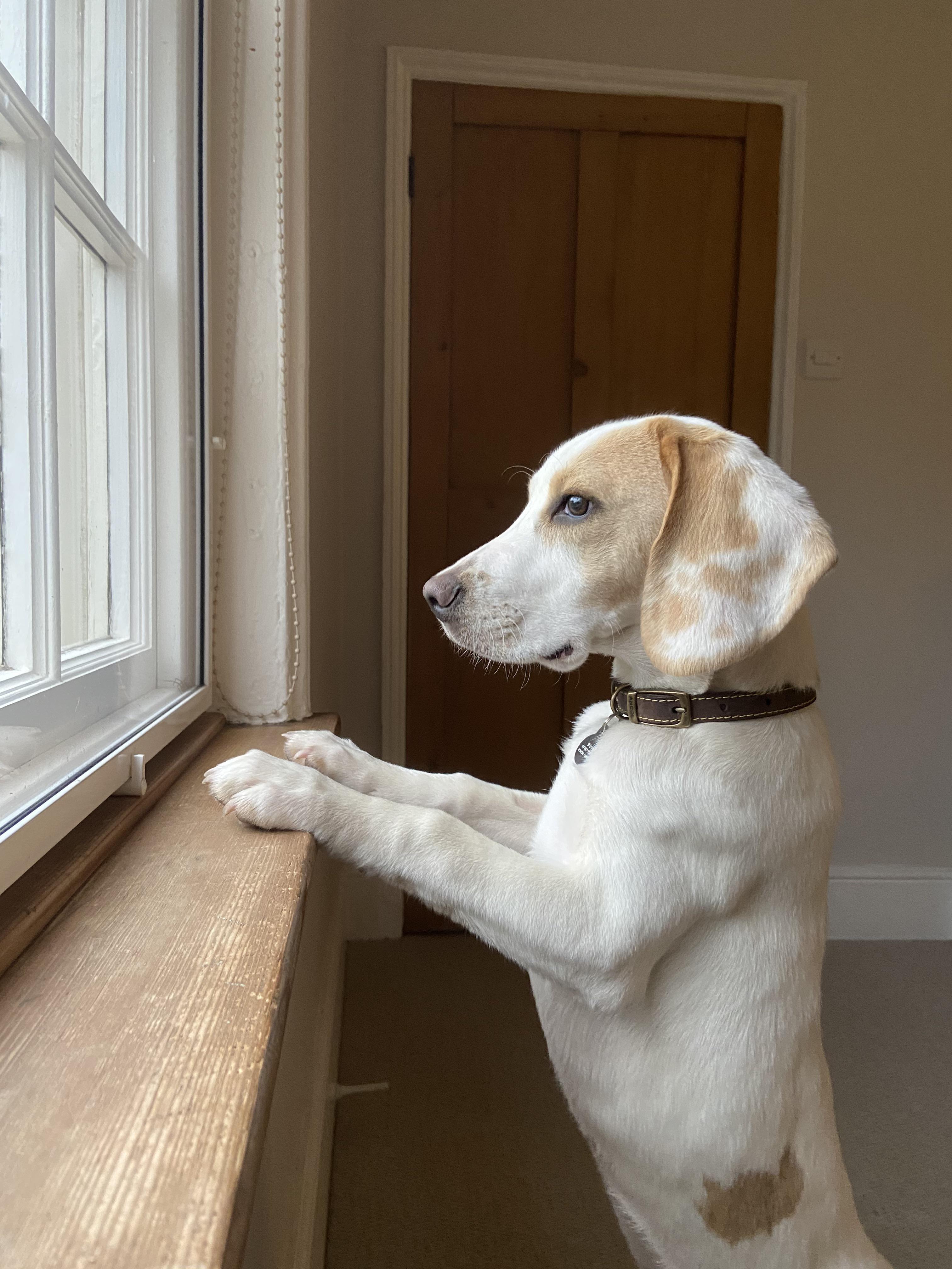 Bean the nosey neighbour | Scrolller