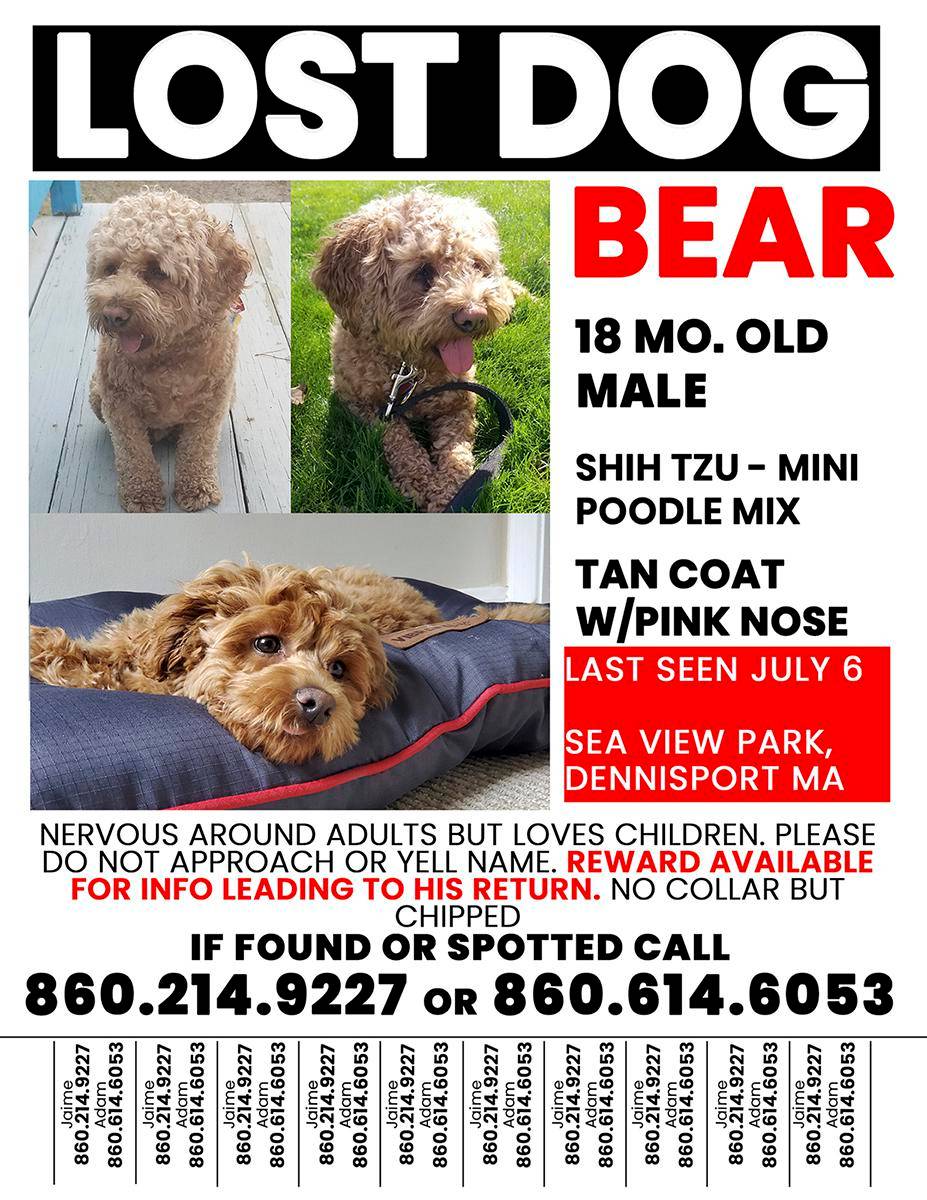 Lost Dog. Where is Bear? | Scrolller