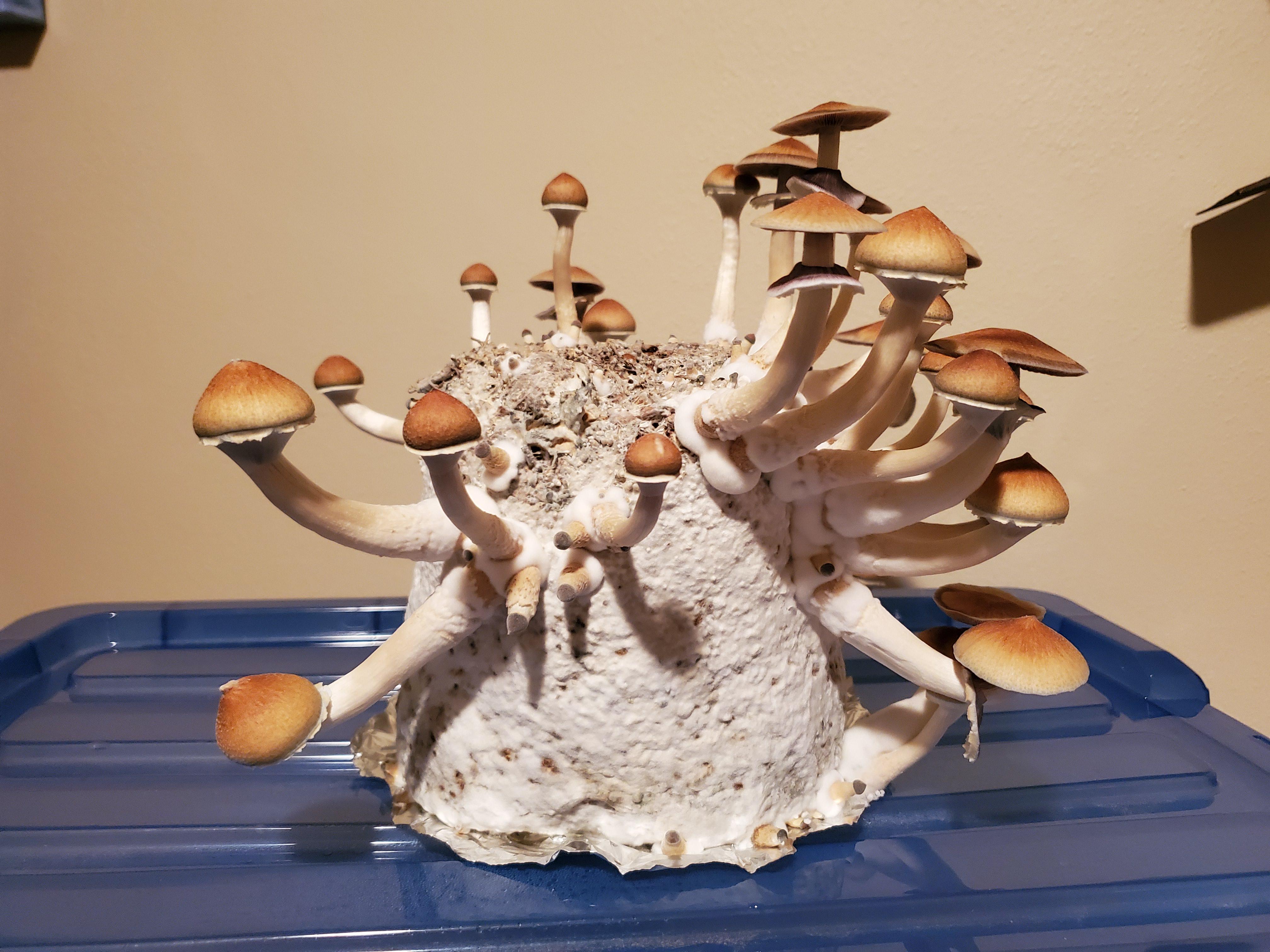 Beautiful 2nd flush from the b+ cake. Really pretty mushrooms. | Scrolller