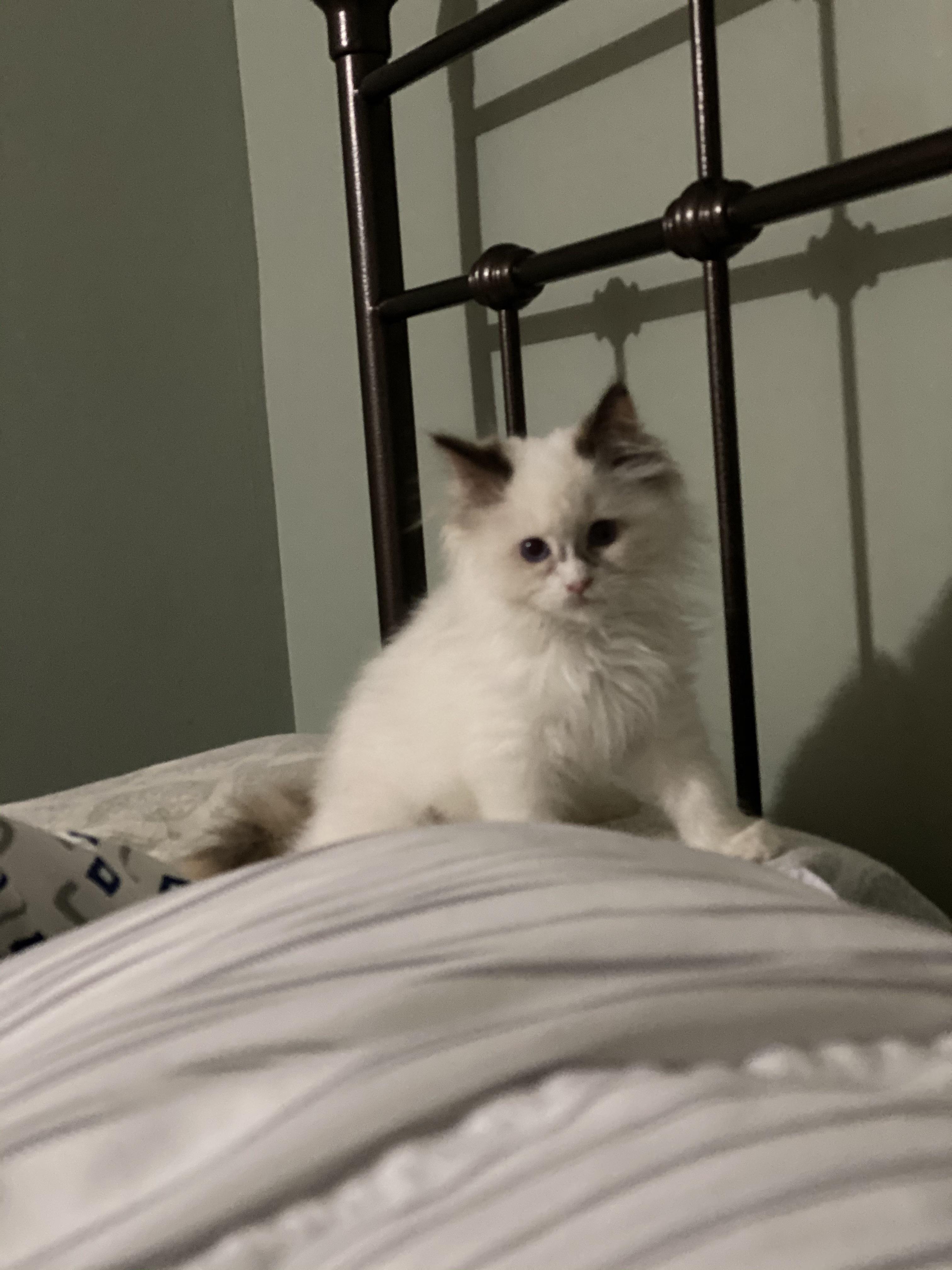 Beautiful and sweet- best pet in the world. Juniper is a 14 week seal bicolor tortie | Scrolller