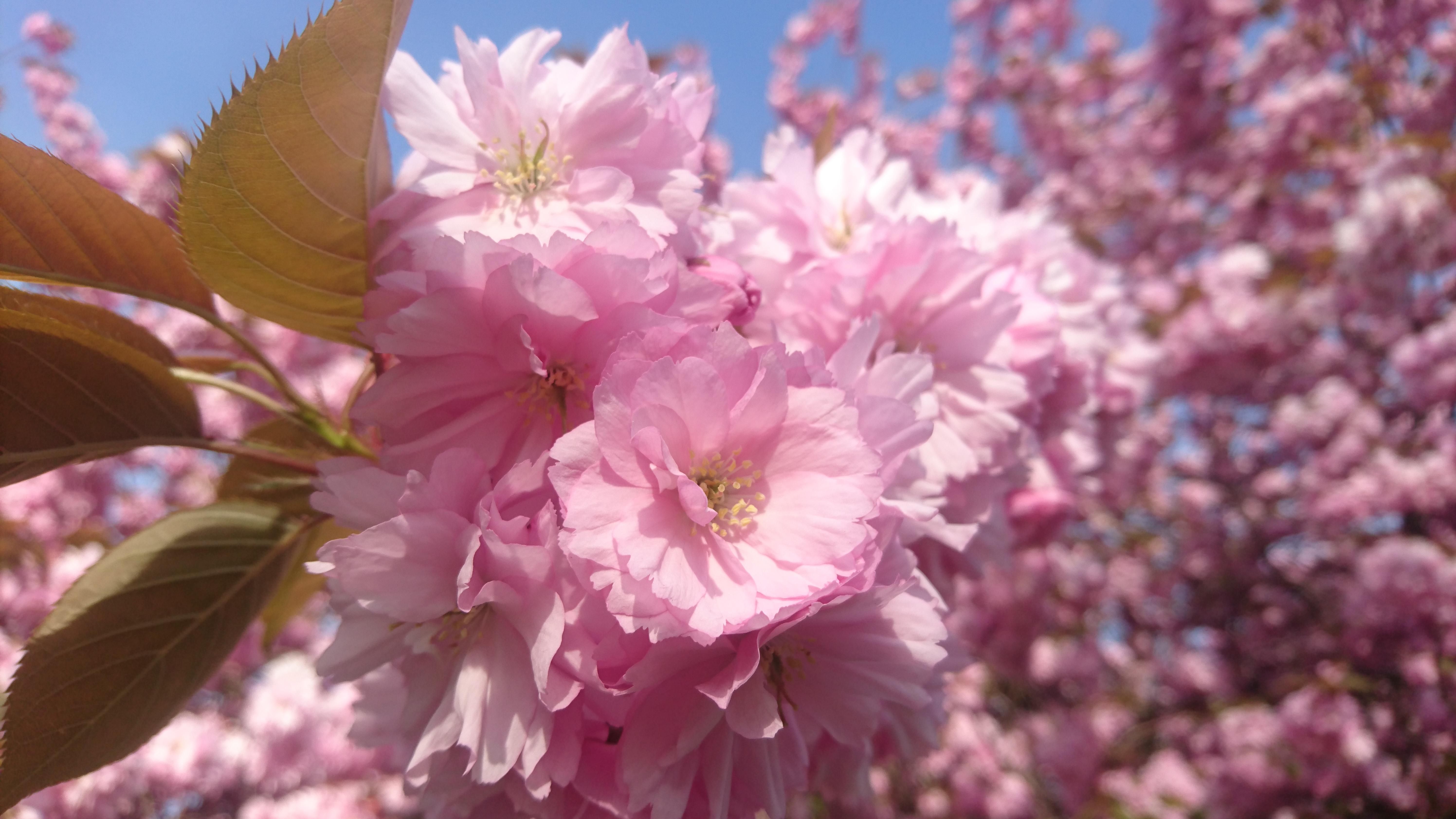 Beautiful Blossom Pink Spring Flowers | Scrolller