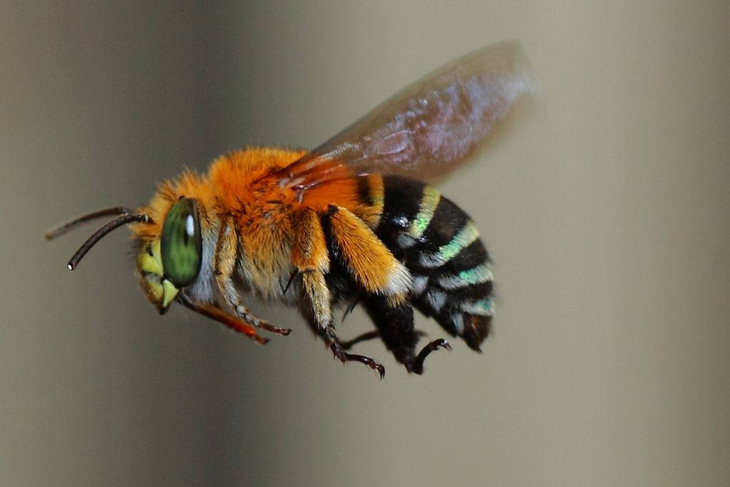 Beautiful Blue Banded Bee!! | Scrolller