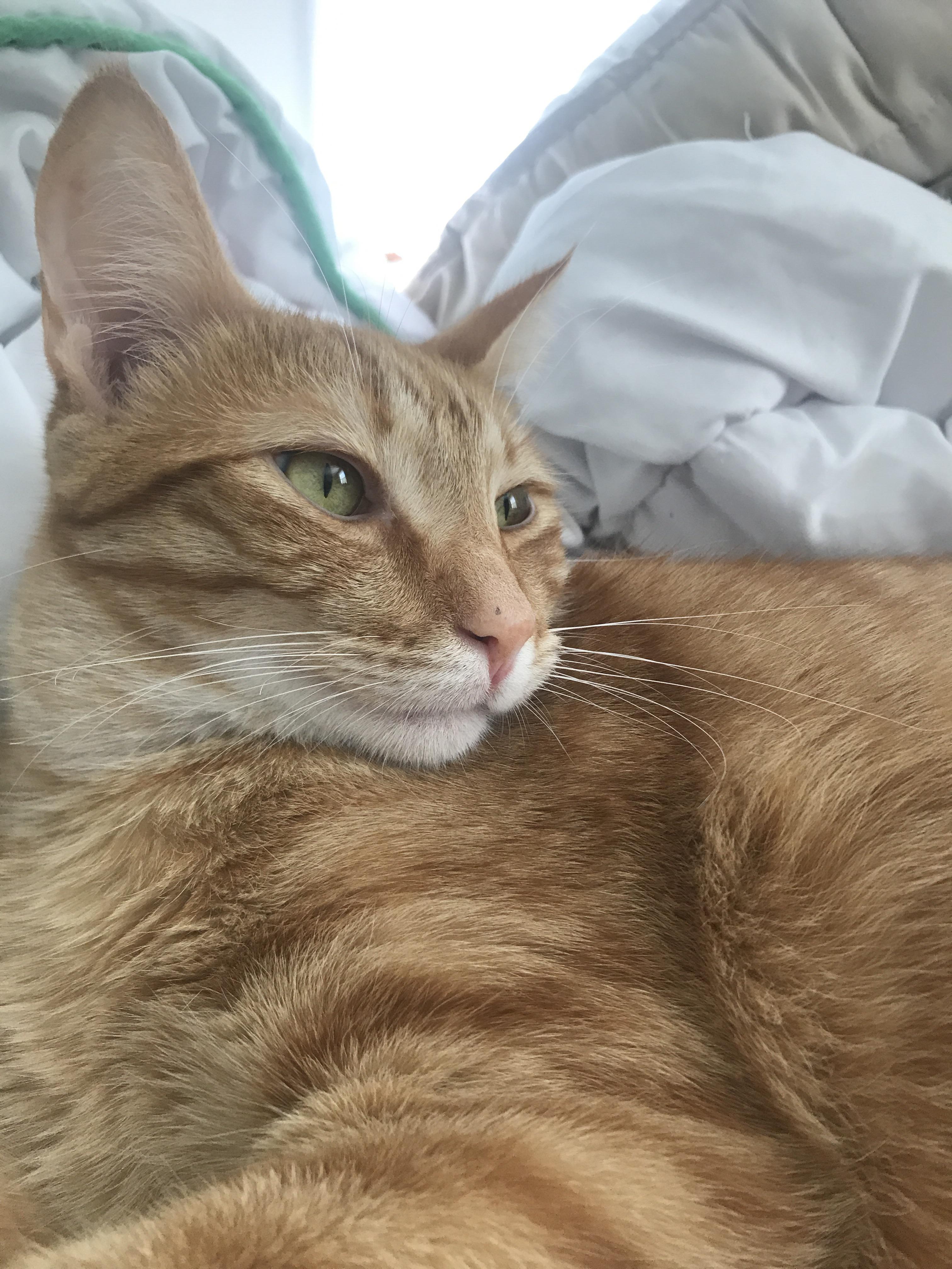 beautiful boy Leo | Scrolller