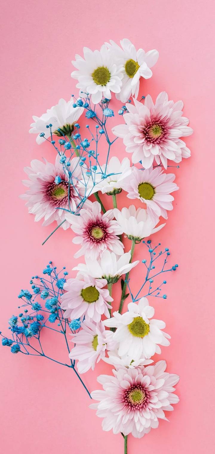 beautiful flower | Scrolller