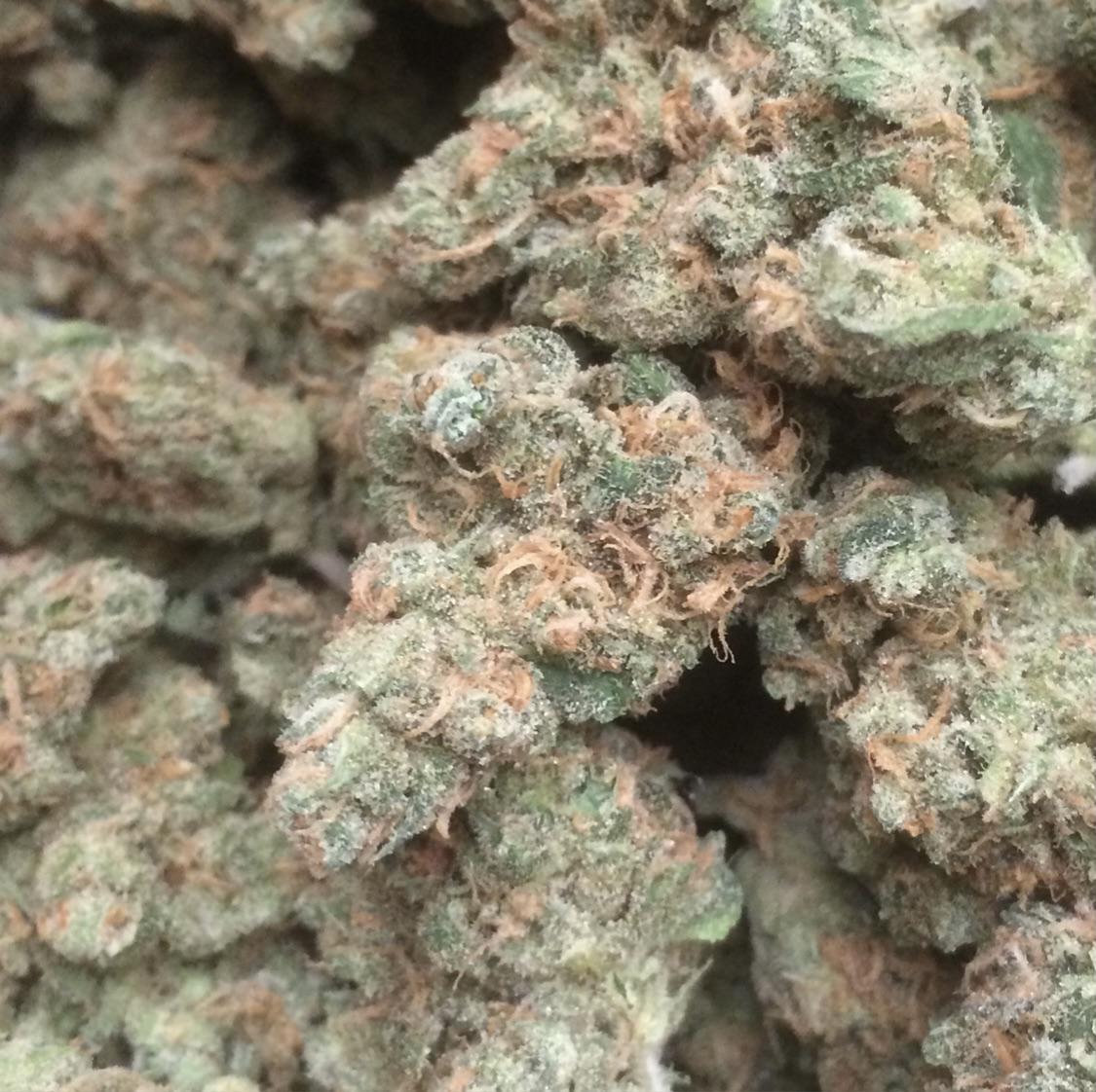 Beautiful flower appreciation post💜 | Scrolller