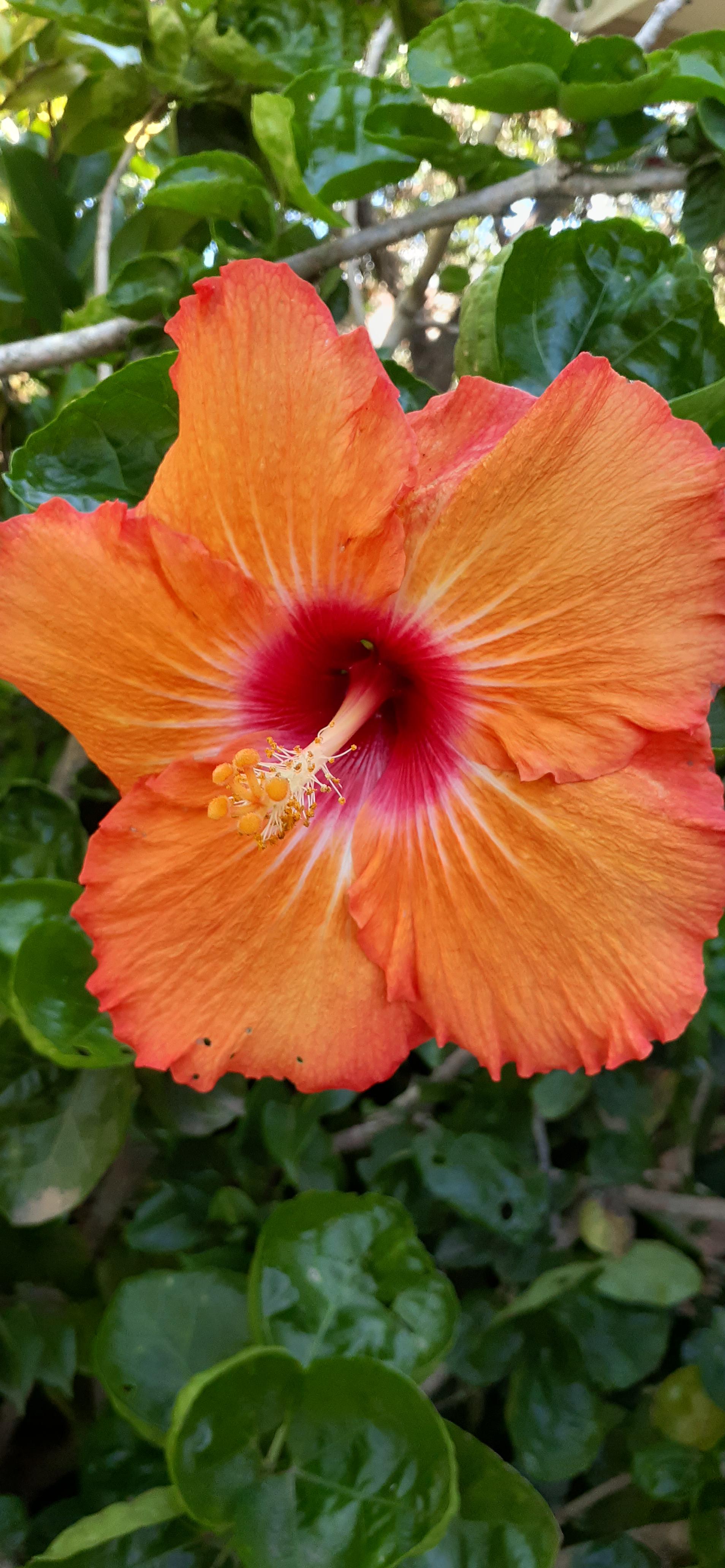 Beautiful Hibiscus | Scrolller