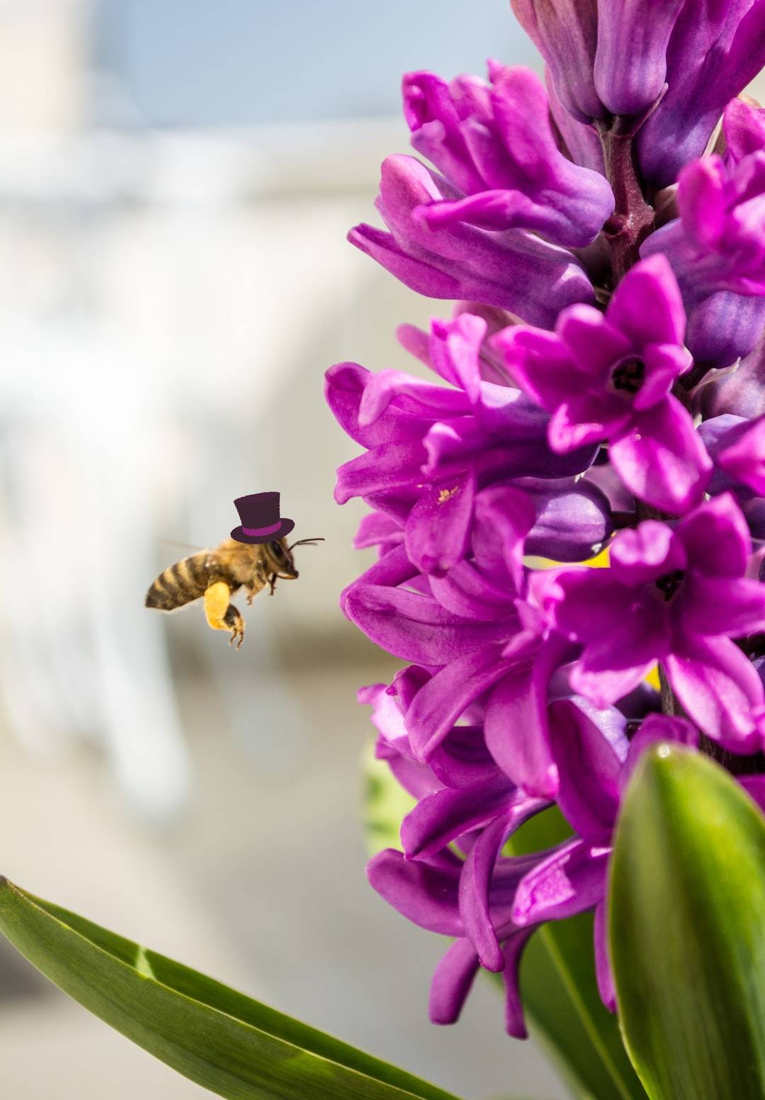 Beauty and the Bee | Scrolller